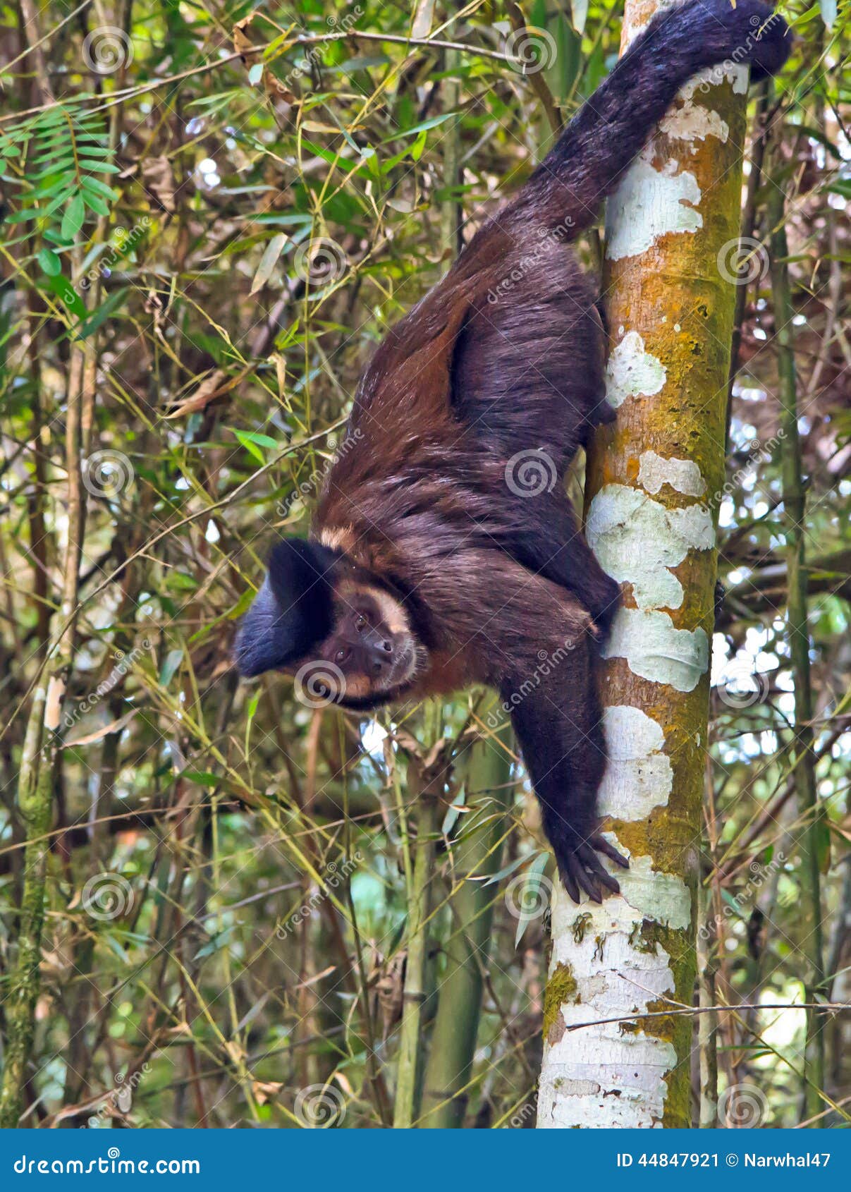 Singe Robuste De Capucin - Sapajus Apella Image stock - Image du ...