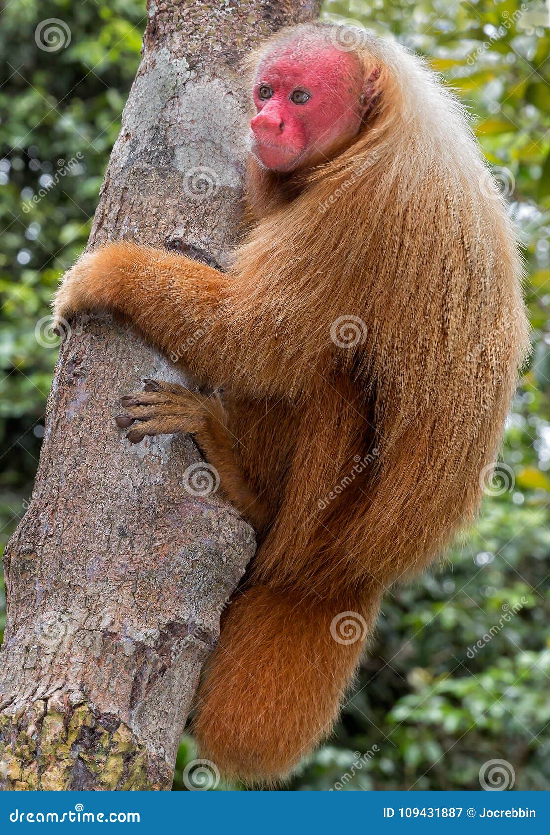 Singe Rouge D'Uakari En Amazone Image stock - Image du pérou, brun ...
