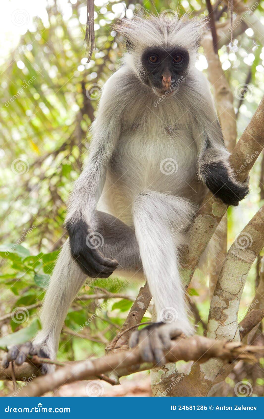 Singe Rouge De Colobus (kirki De Piliocolobus) Photo stock - Image du ...