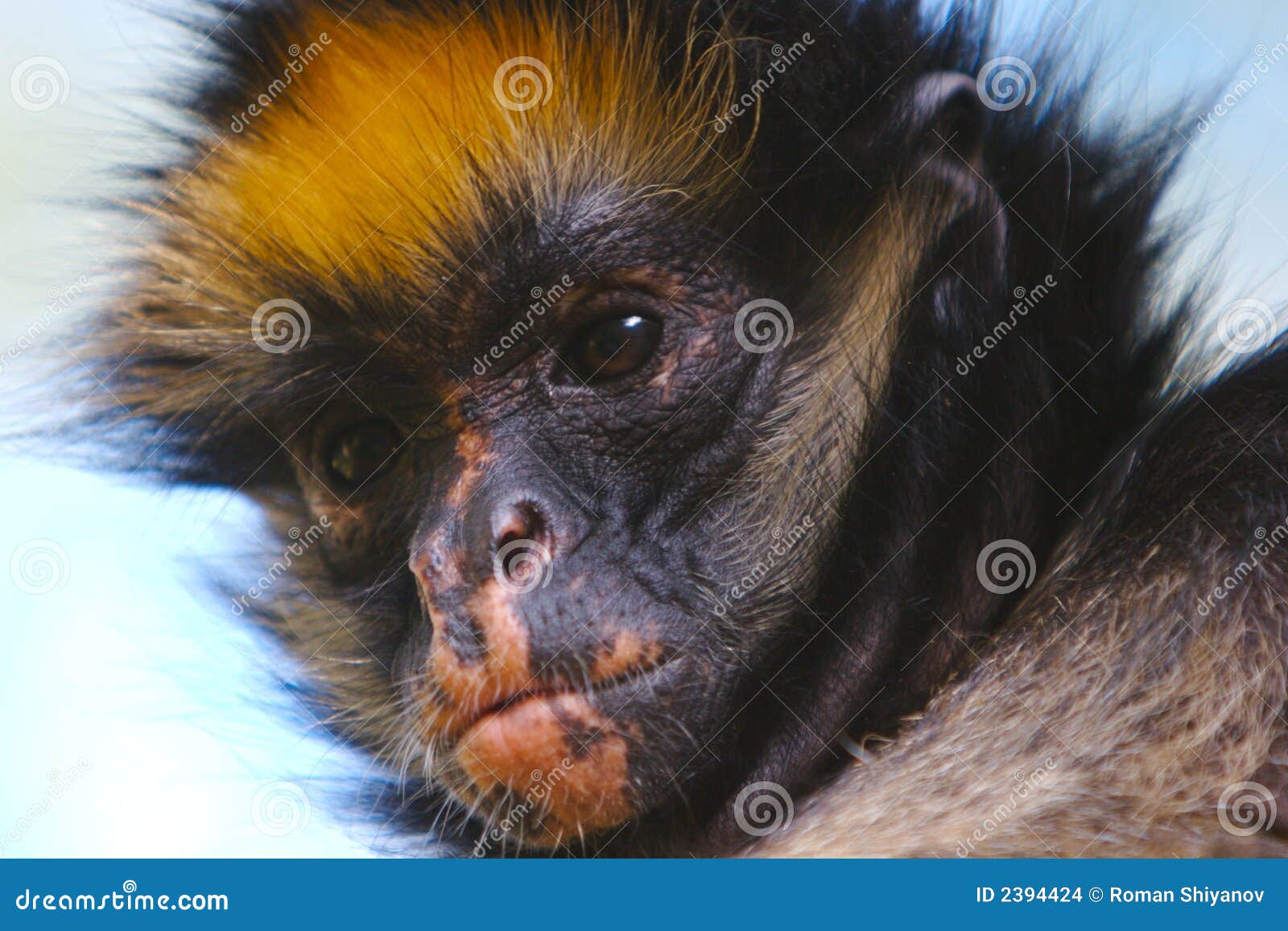 Singe roux photo stock. Image du noir, mammifère, flâné - 2394424