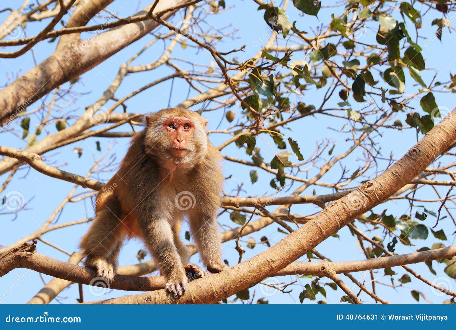 Singe sur l'arbre image stock. Image du stationnement - 40764631