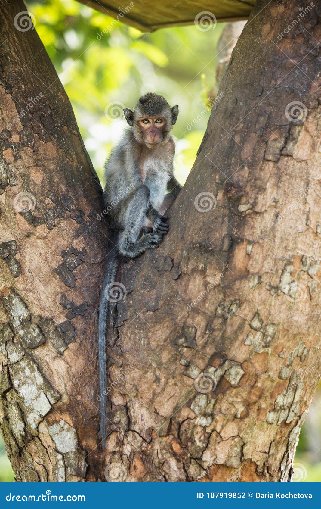 Singe sur un arbre photo stock. Image du clavette, forêt - 107919852