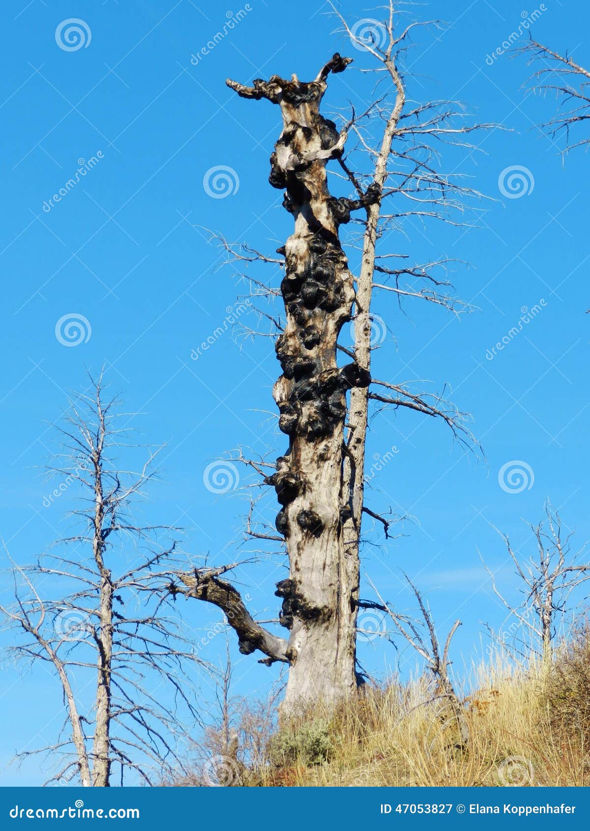 Singed remains stock image. Image of forest, outside - 47053827