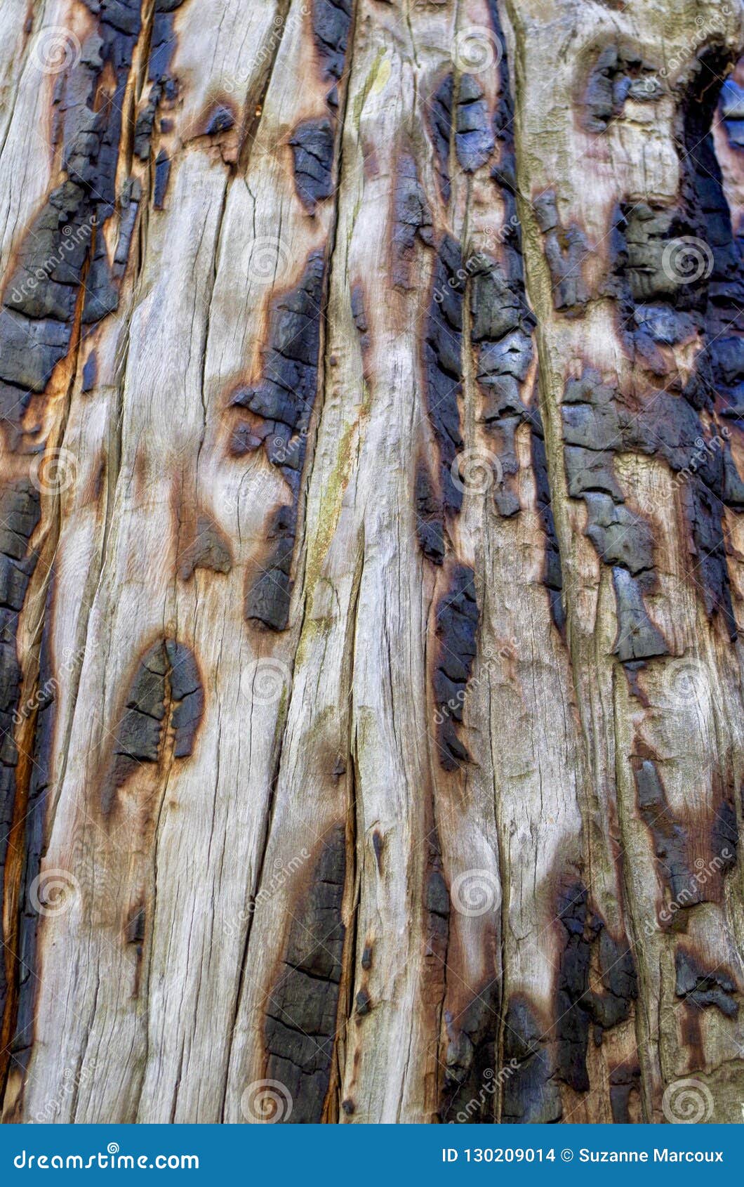 Singed Tree Trunk on Upper Bristlecone Loop Trail, Mt. Charleston ...