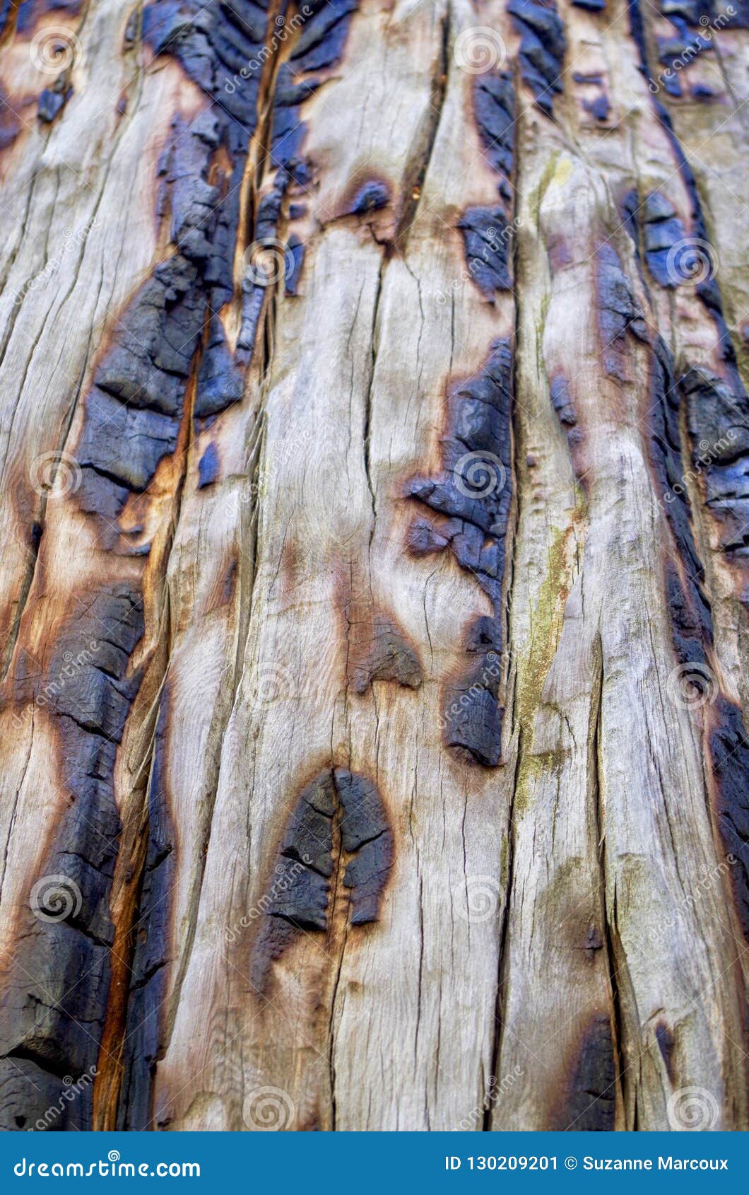Singed Tree Trunk on Upper Bristlecone Loop Trail, Mt. Charleston ...
