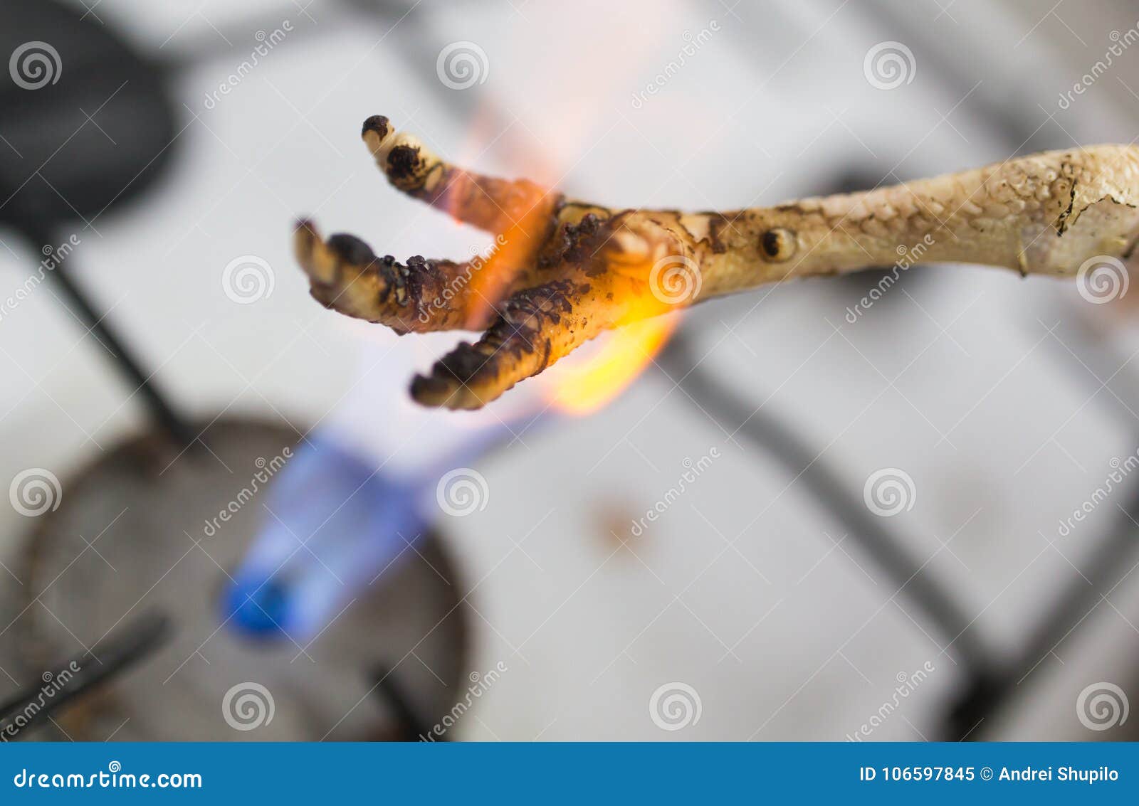 Singeing chicken on fire stock image. Image of animal - 106597845