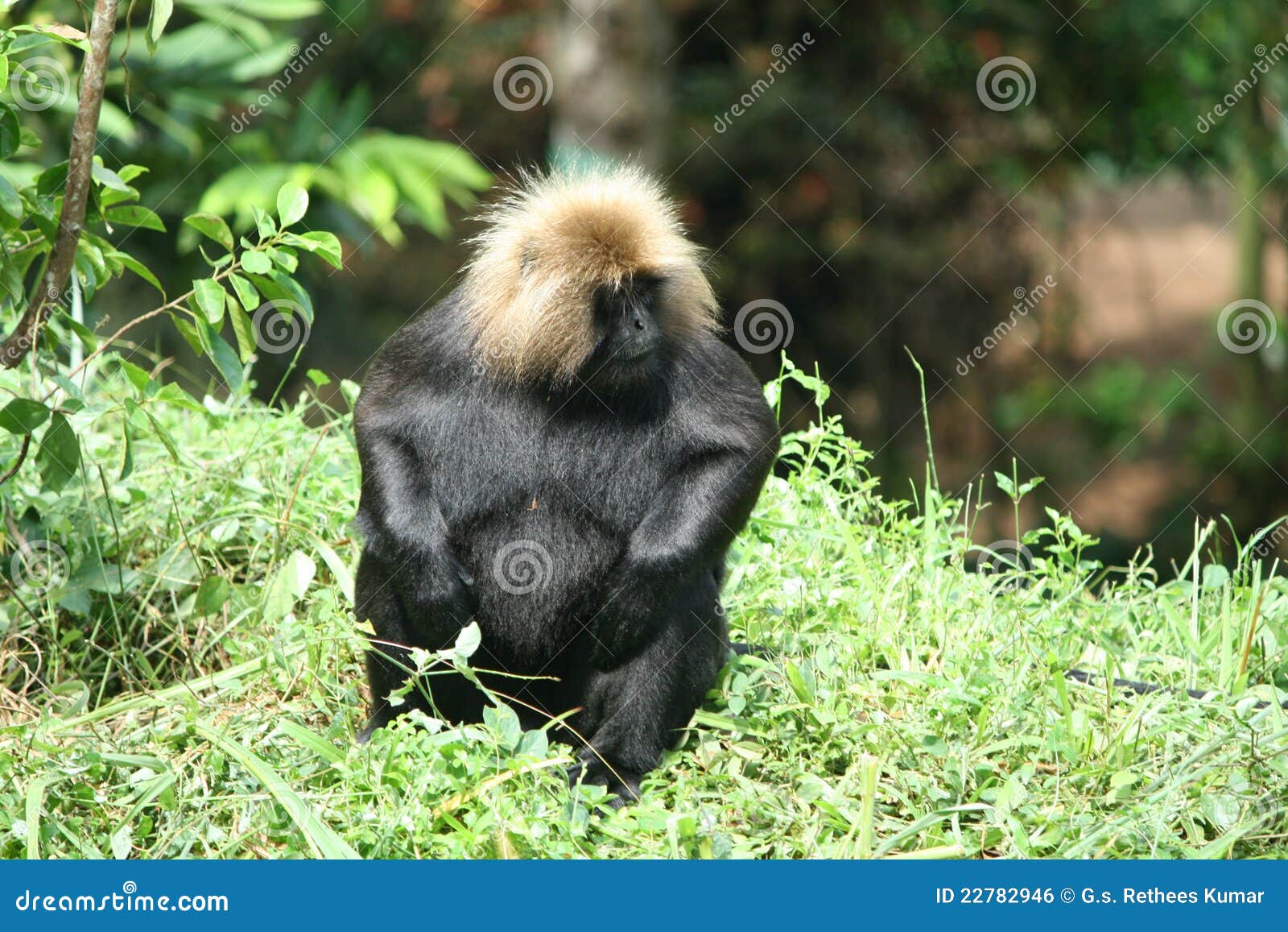 Singes noirs photo stock. Image du noir, cheveu, singe - 22782946
