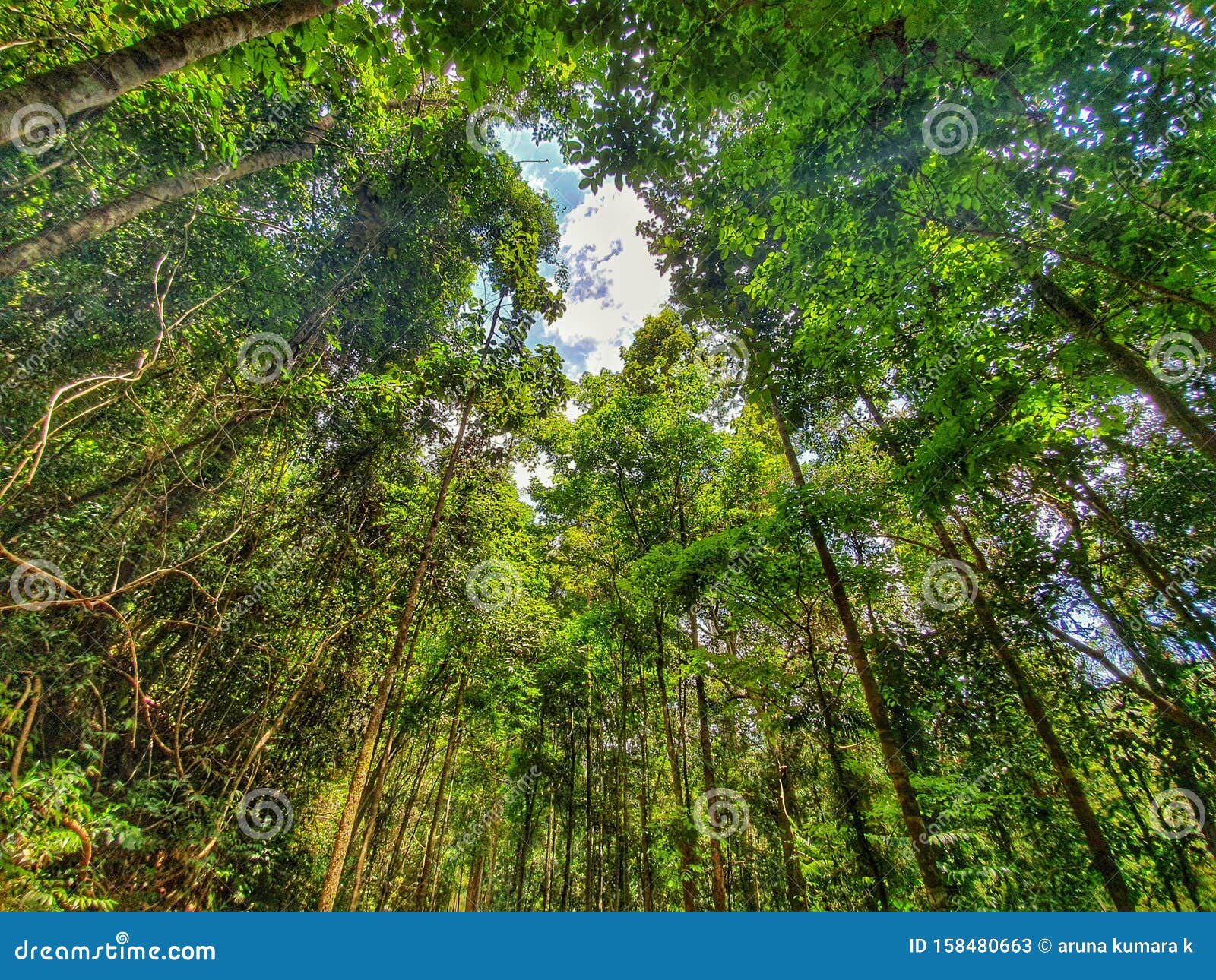 Singharaja rainforest stock image. Image of natural - 158480663