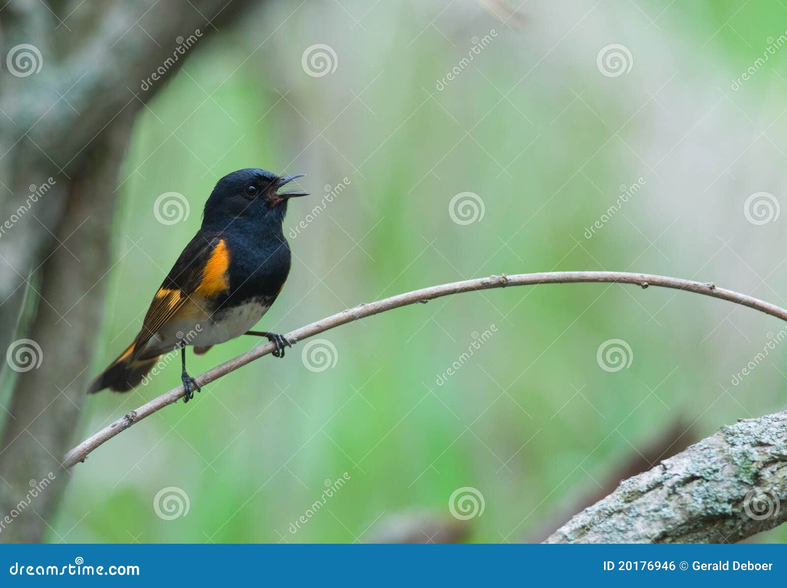 Singing American Redstart stock photo. Image of orange - 20176946
