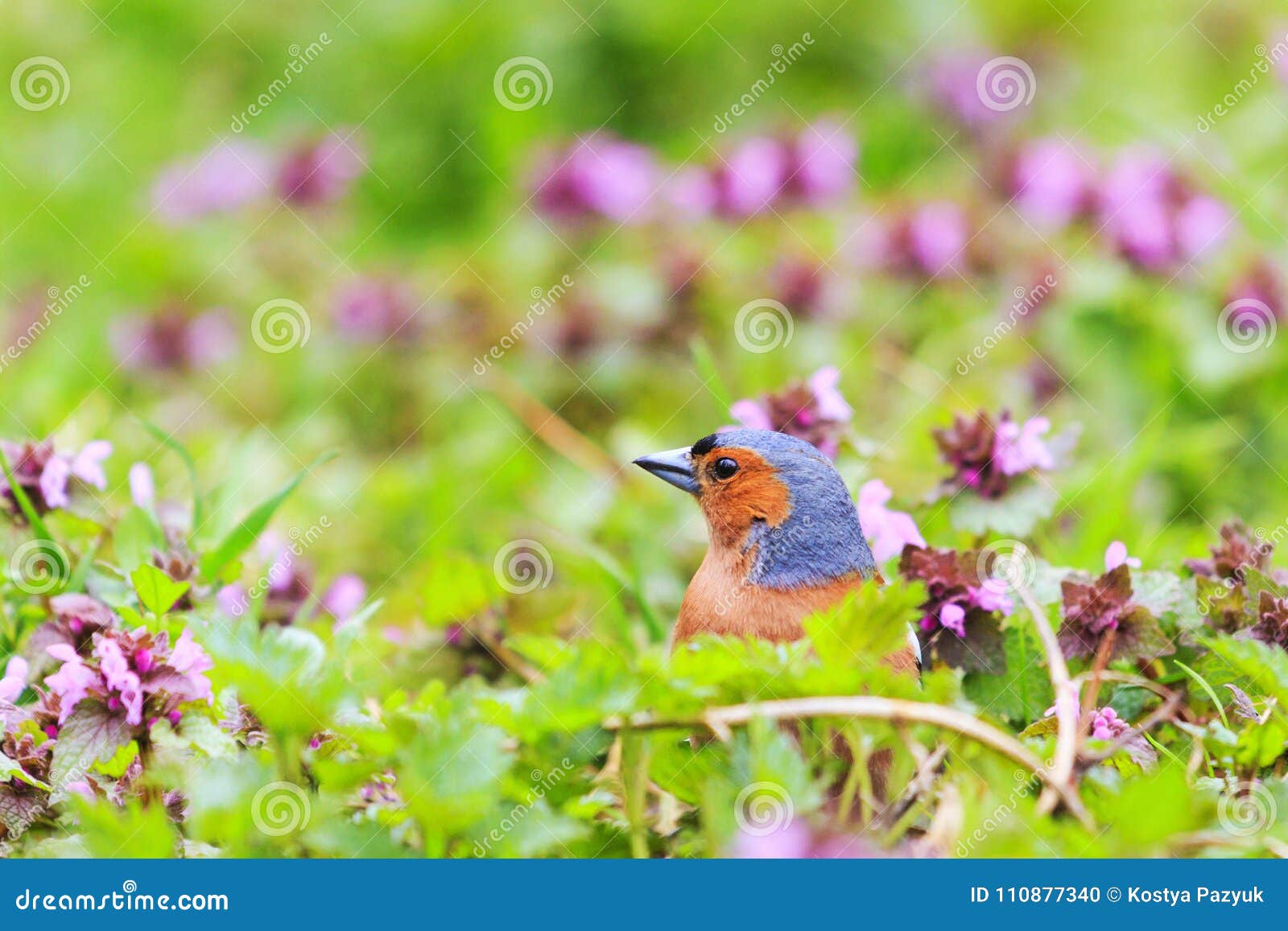 Singing Bird Sits in the Spring Forest Flowers Stock Photo - Image of ...
