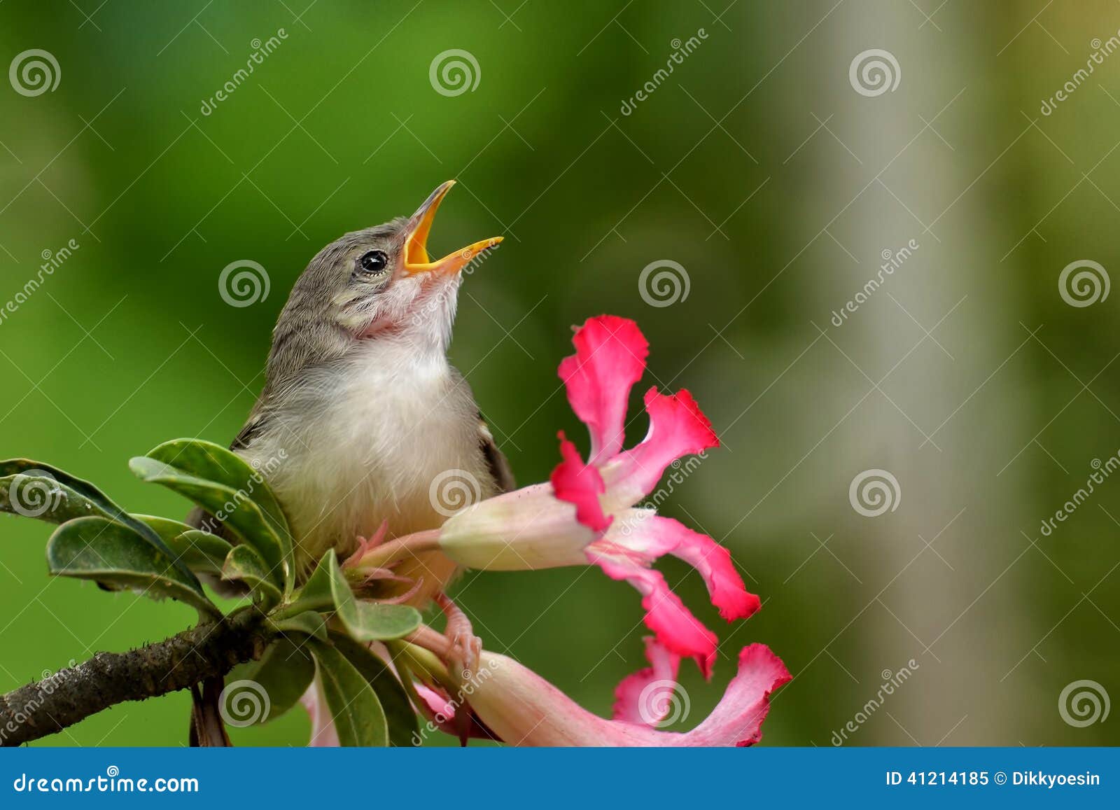Singing bird stock image. Image of beautiful, animals - 41214185