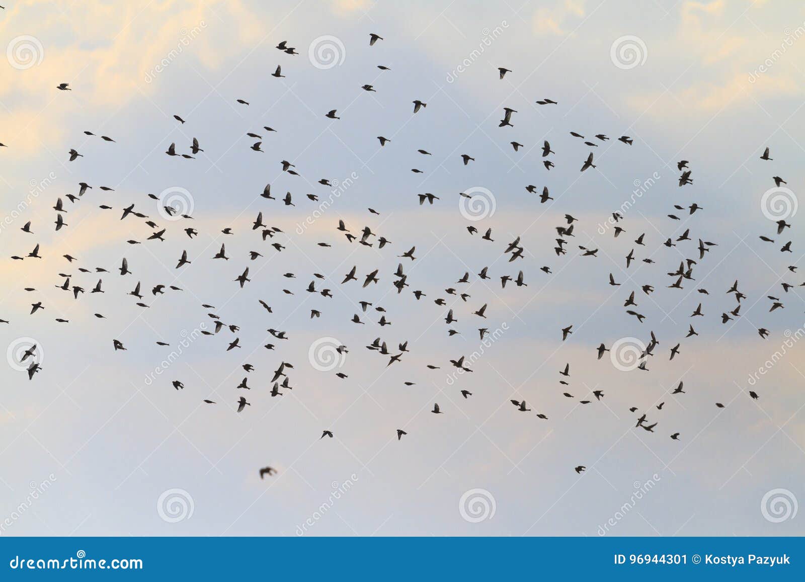 Singing birds fly at dusk stock image. Image of height - 96944301