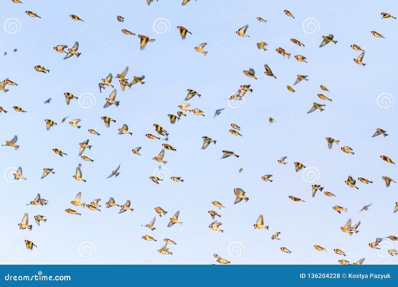 Singing Birds Flying Open Wings Stock Photo - Image of inspiration ...