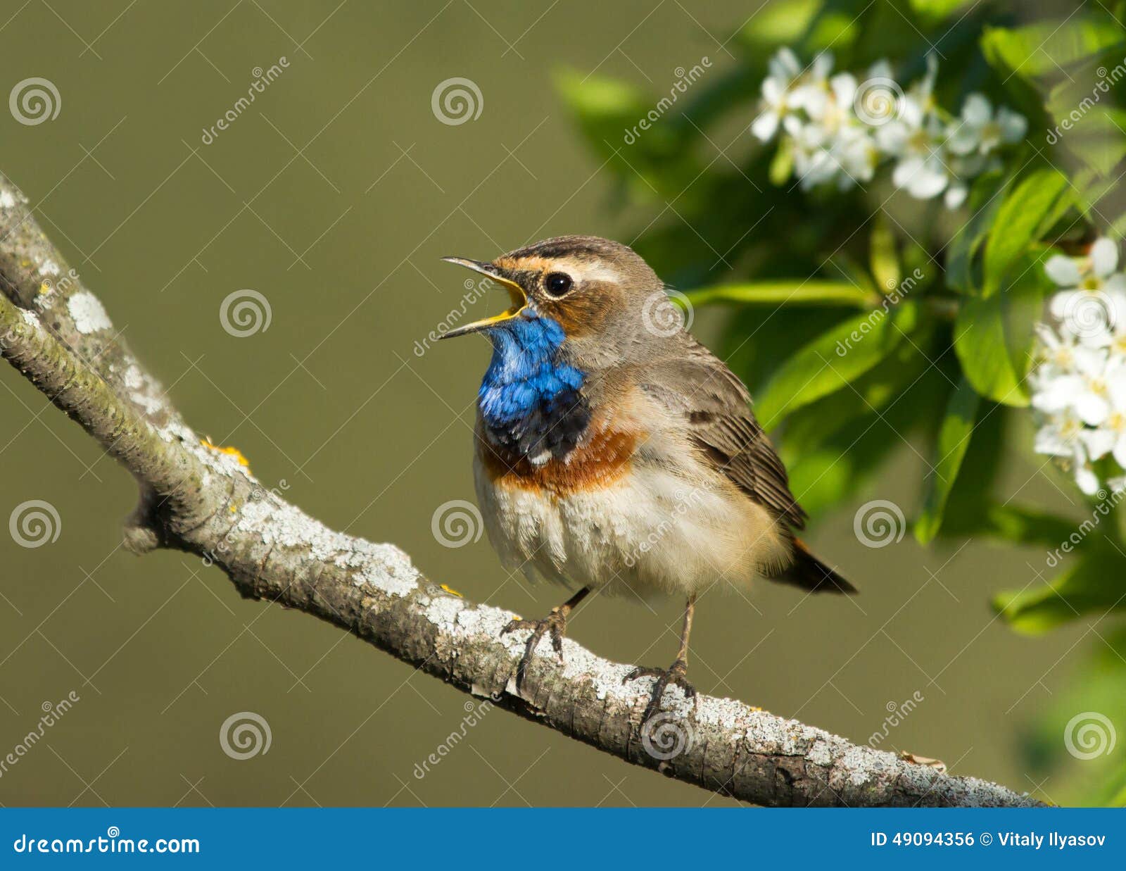 Singing Bluethroat stock photo. Image of padus, background - 49094356