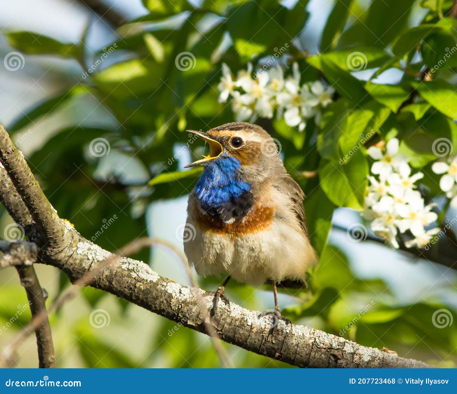 Singing Bluethroat on the Bird Cherry Tree Stock Photo - Image of beak ...