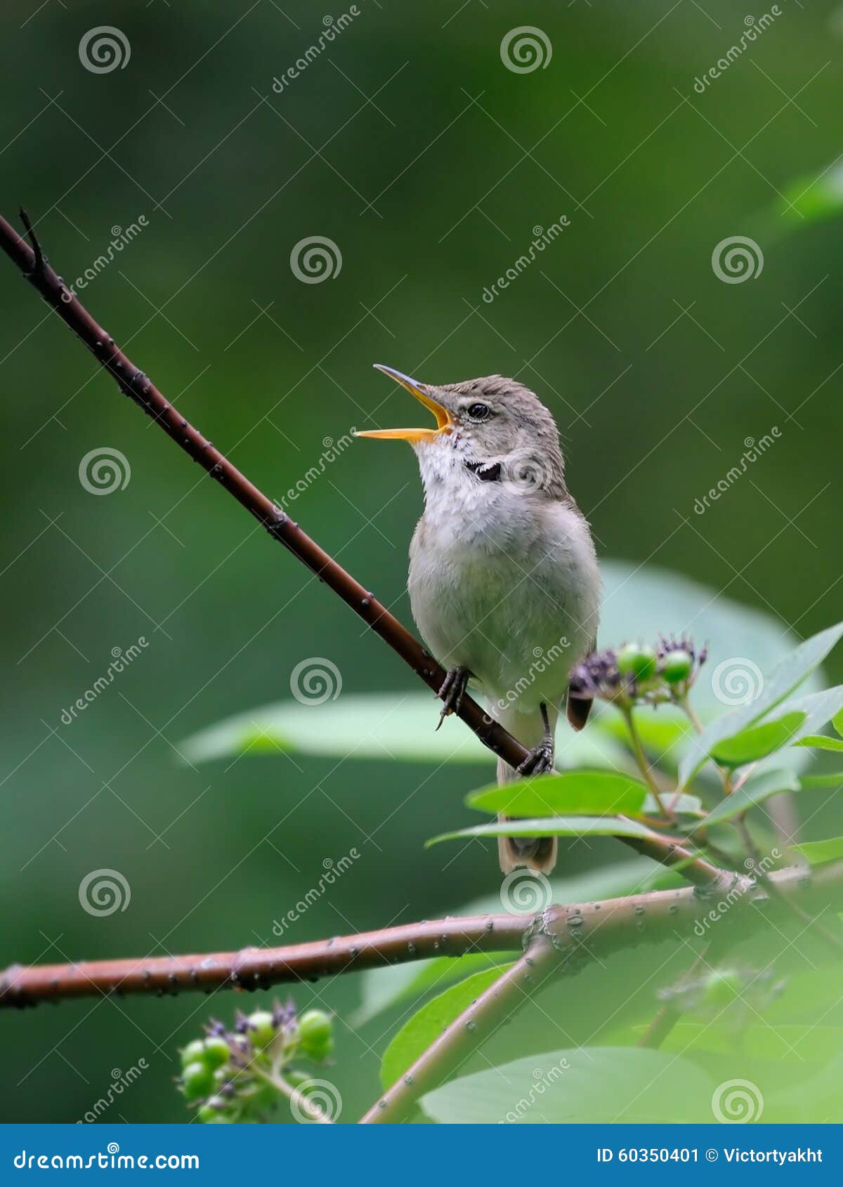 Singing Blyth S Reed Warbler Stock Image - Image of soloist, garden ...