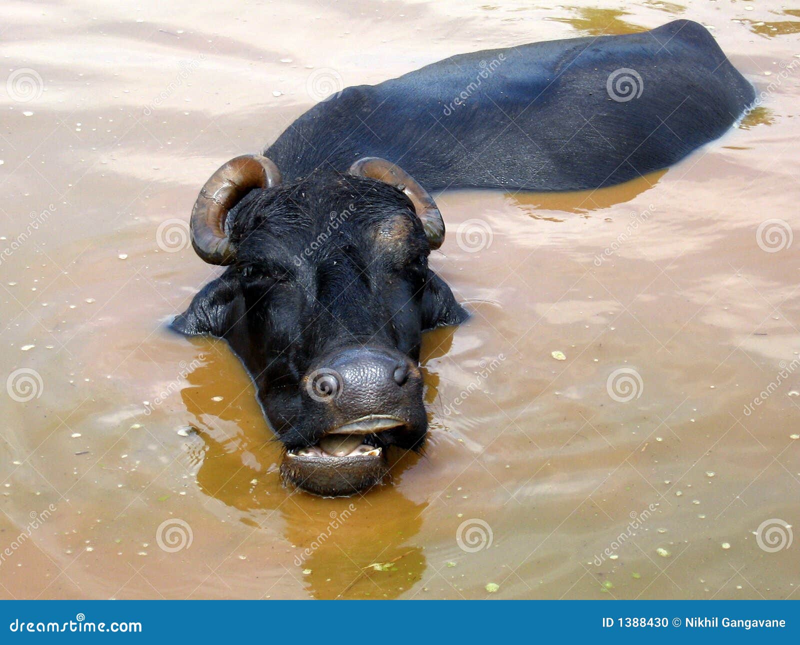 Singing Buffalo stock photo. Image of freshen, animal - 1388430