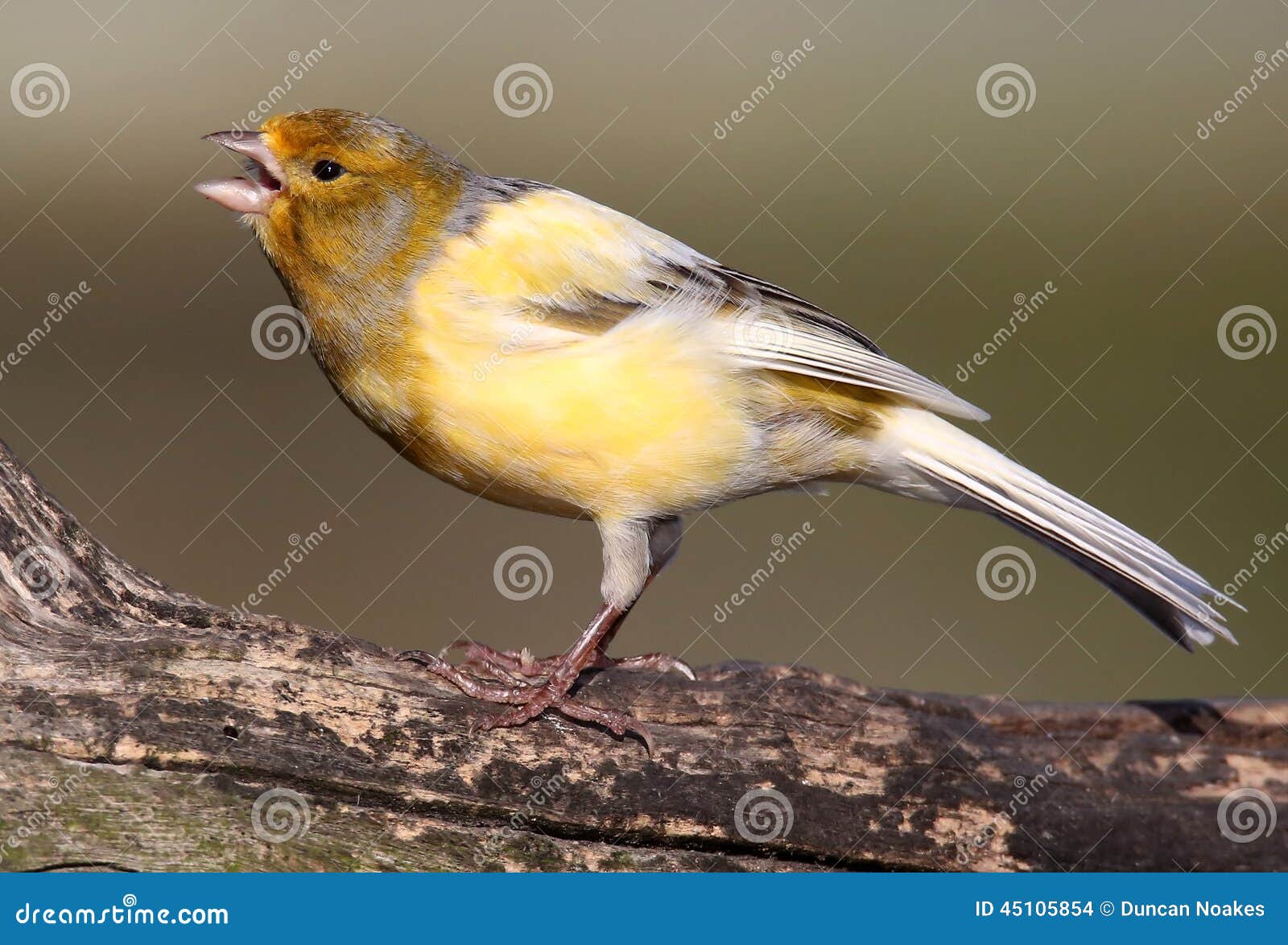 Singing Canary stock photo. Image of passerine, cute - 45105854