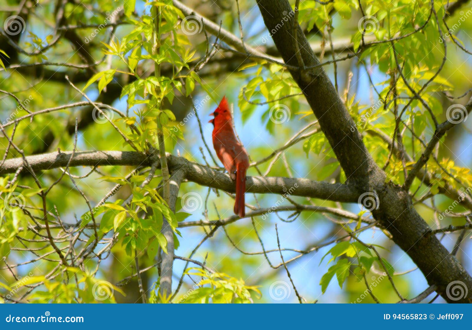 Singing Cardinal in an Upland Forest Stock Image - Image of wildlife ...