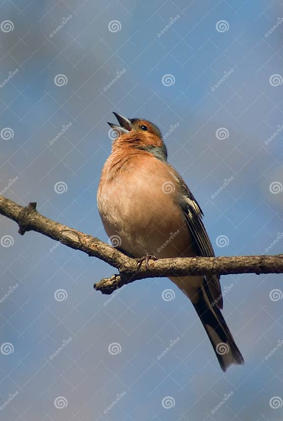 Singing chaffinch bird stock image. Image of bird, chaffinch - 2106911
