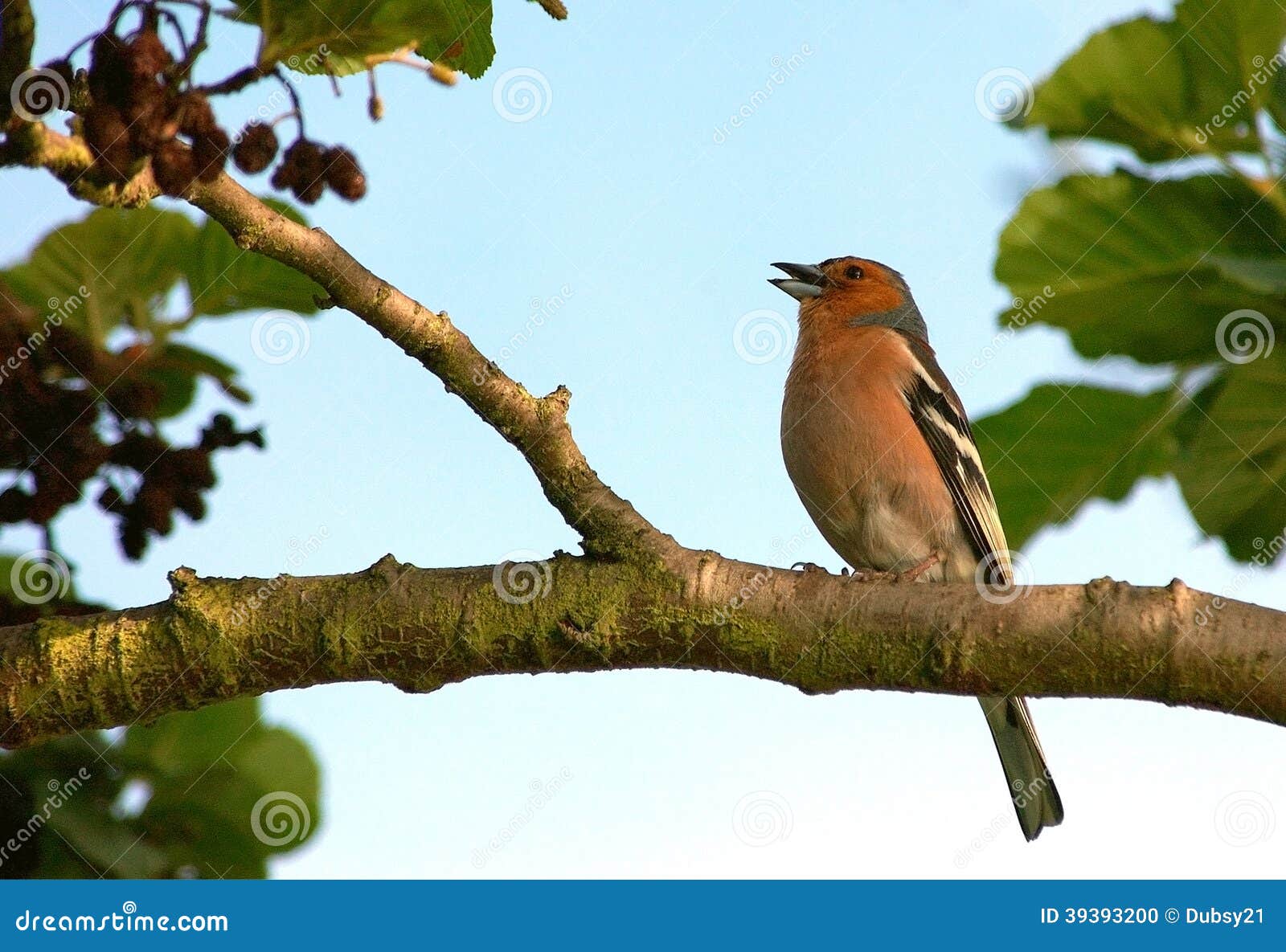 Singing Chaffinch stock photo. Image of british, trees - 39393200