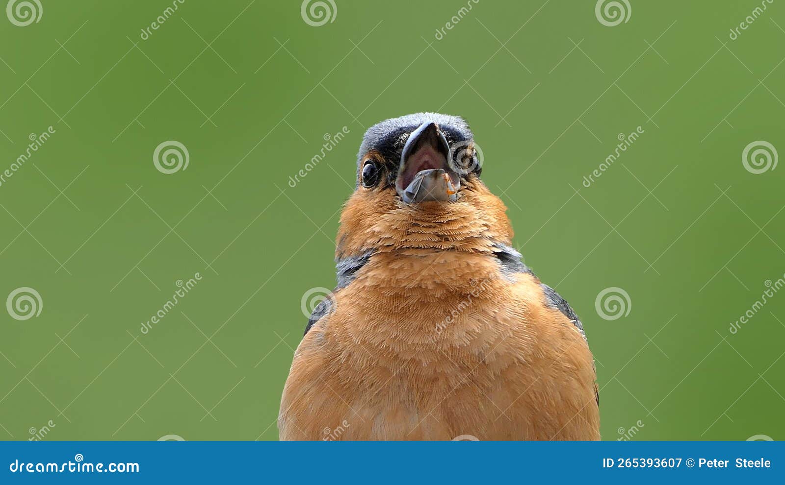 A Singing Chaffinch Sitting in a Tree UK Stock Image - Image of common ...