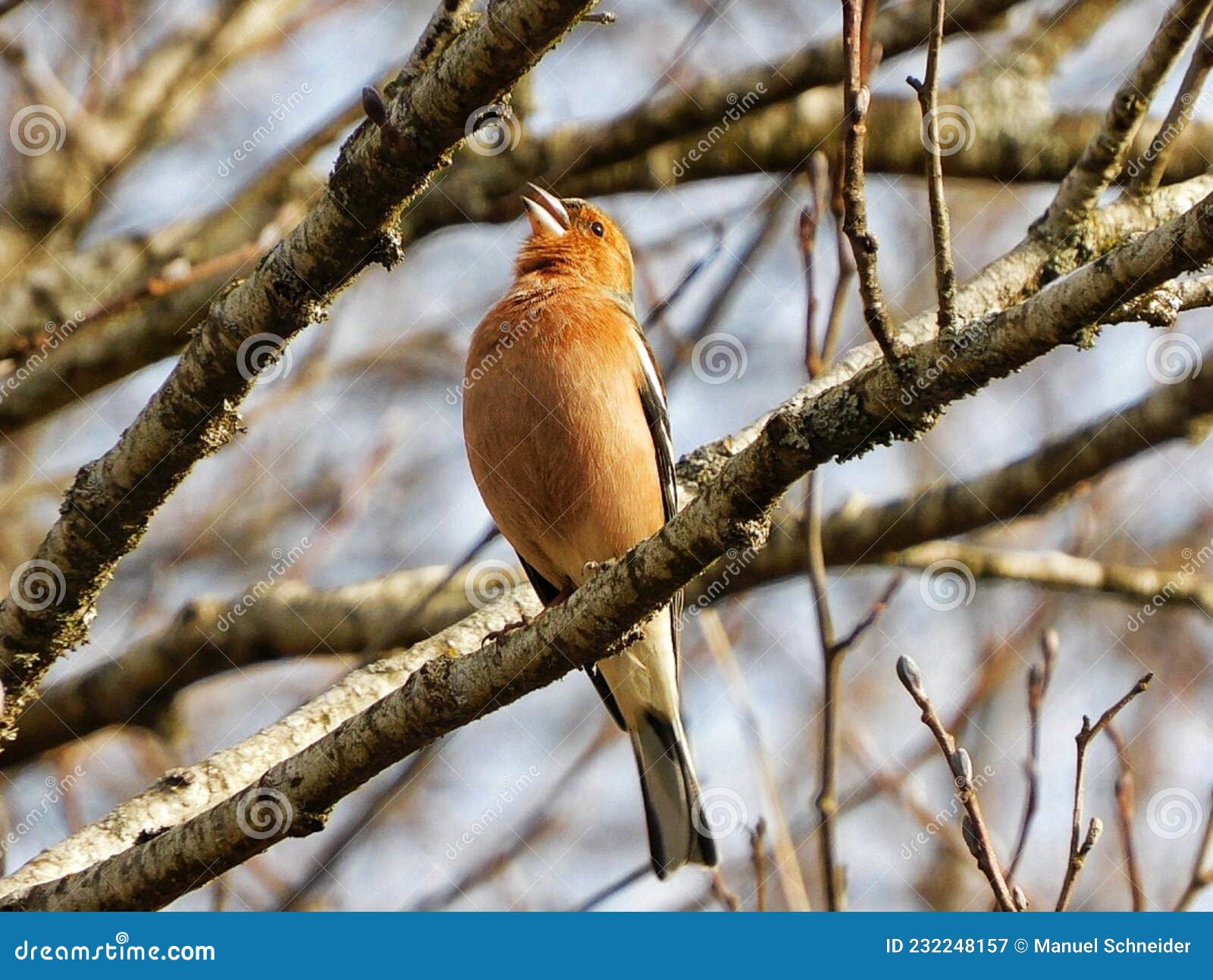 Singing Chaffinch on a Tree Stock Image - Image of bird, animal: 232248157