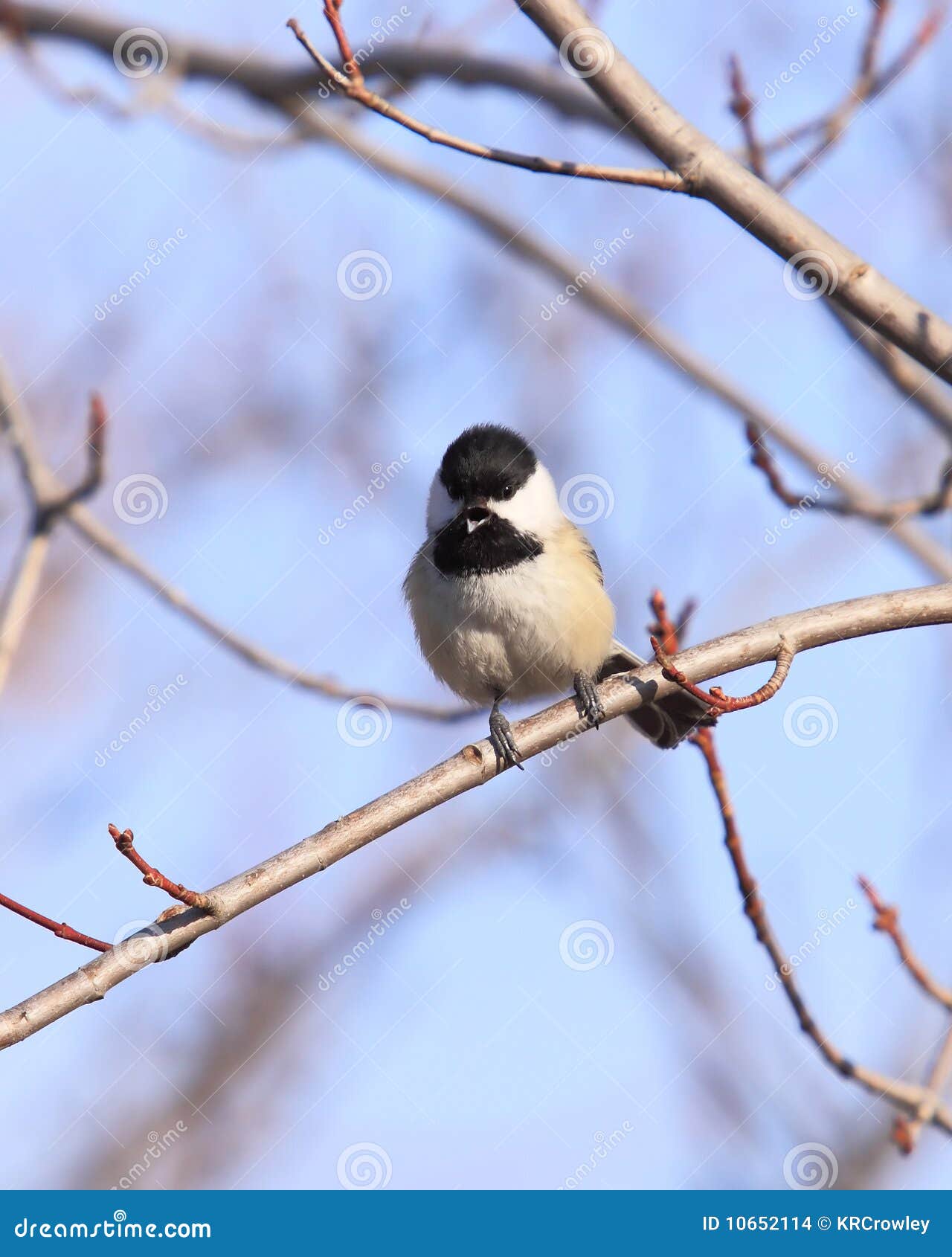 Singing Chickadee stock photo. Image of chickadee, poecile - 10652114