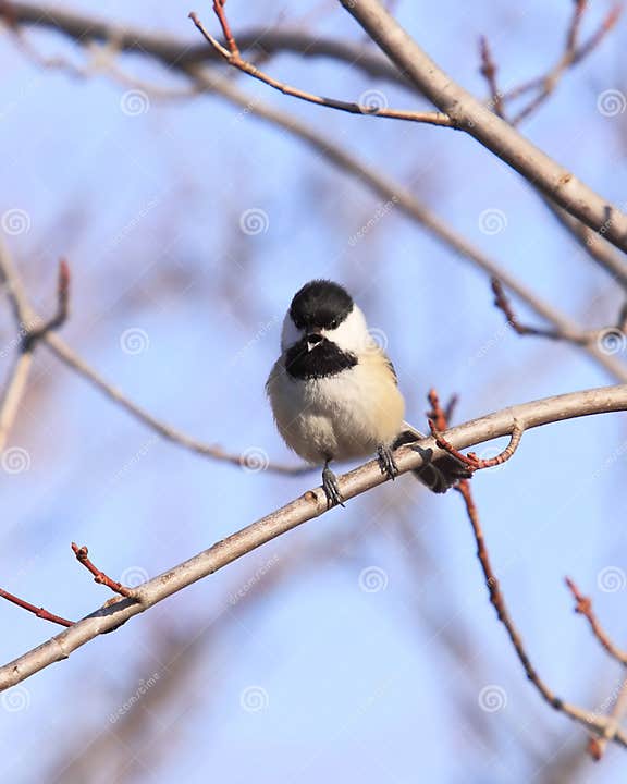 Singing Chickadee stock photo. Image of chickadee, poecile - 10652114