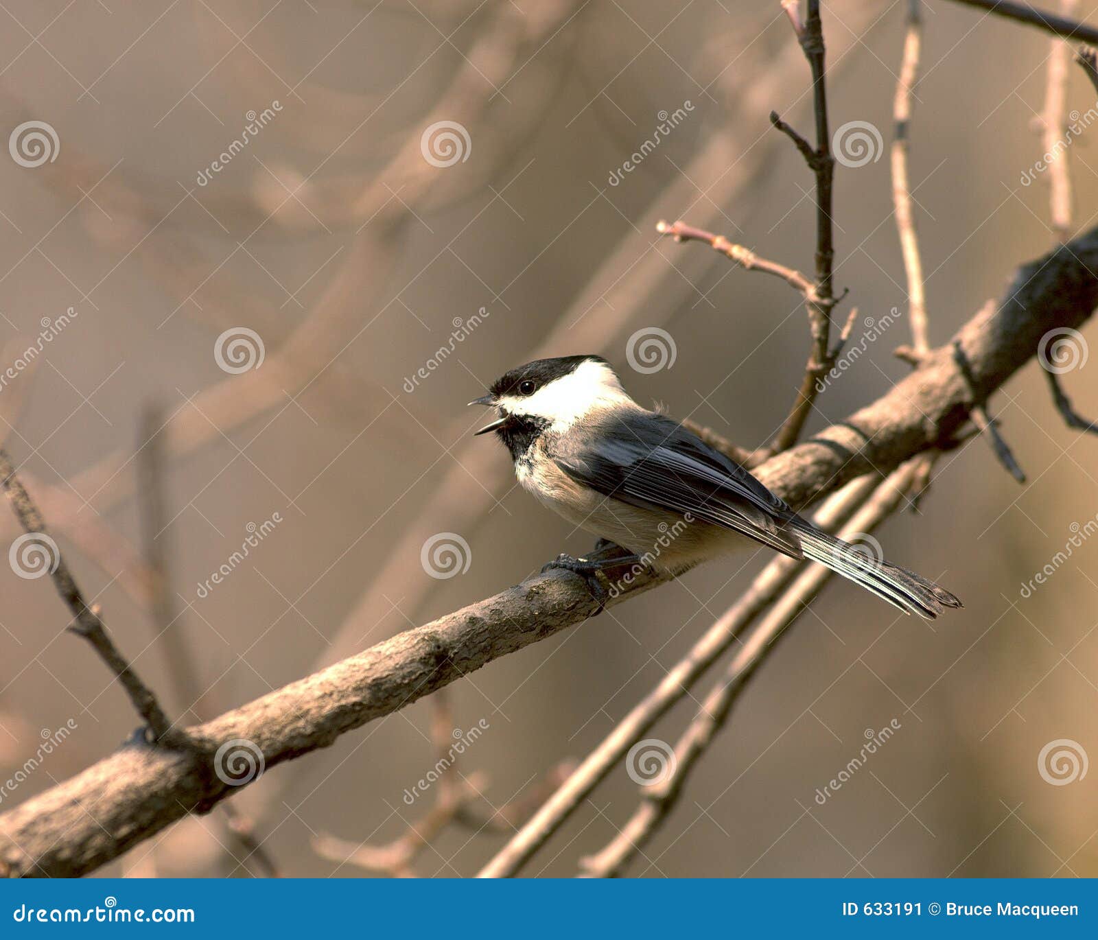 Singing Chickadee stock image. Image of singing, black - 633191