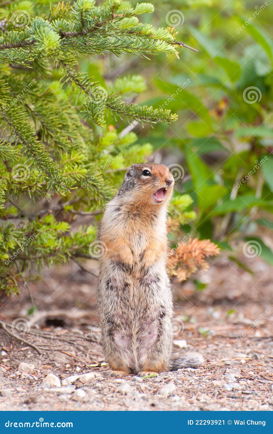 Singing chipmunk stock image. Image of large, shout, giant - 22293921