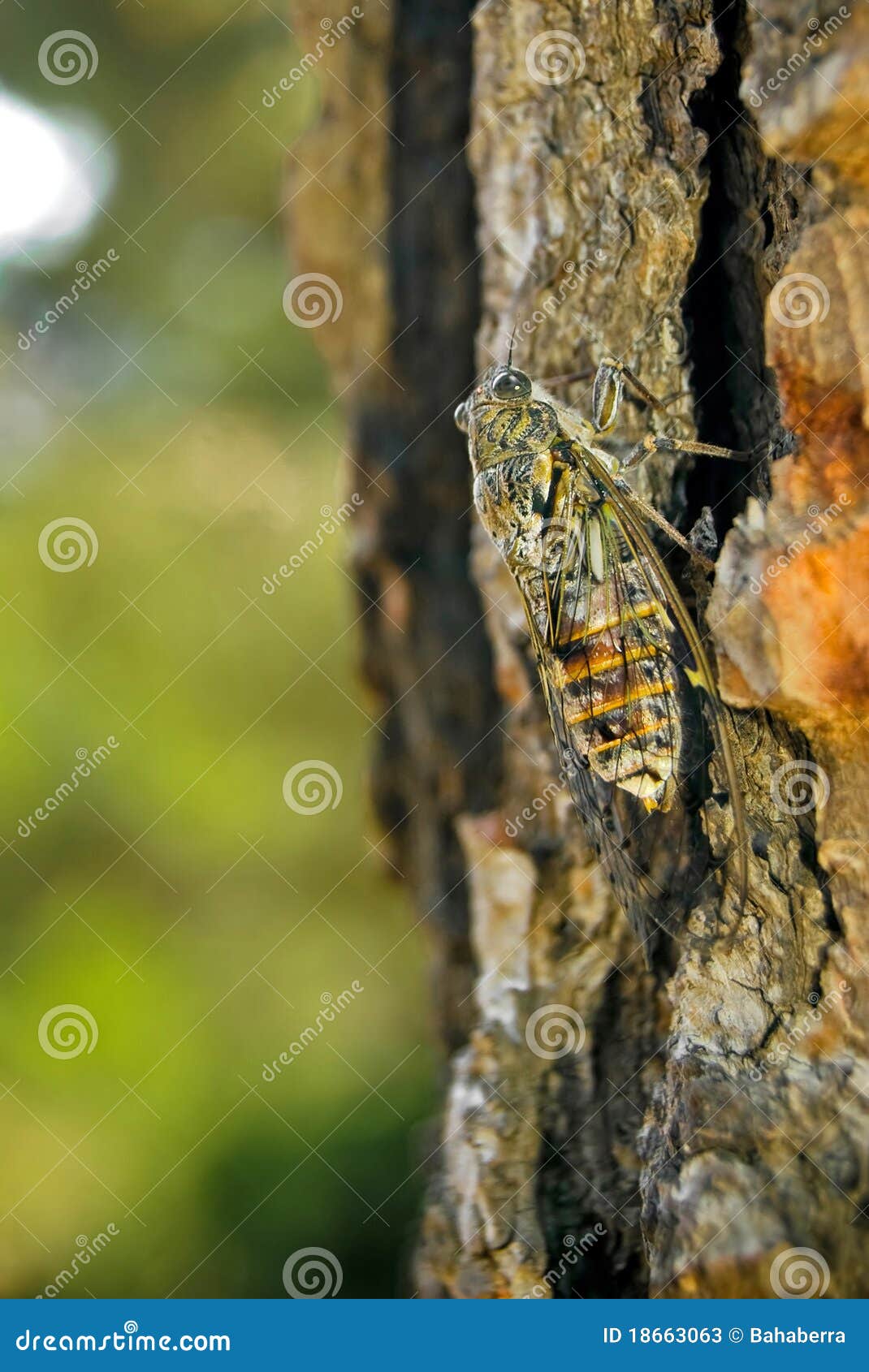Singing Cicada stock image. Image of tree, bark, warn - 18663063