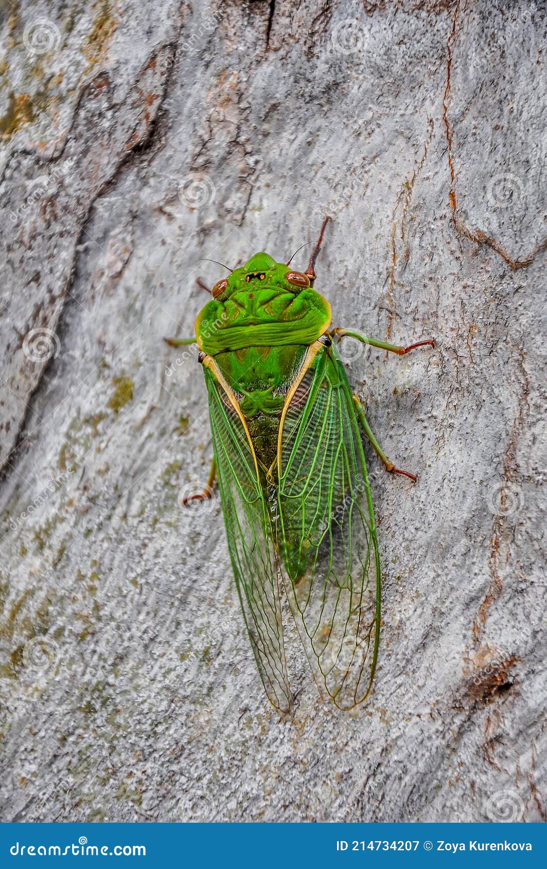 A Singing Cicada, Filmed in a Park in Australia Stock Image - Image of ...
