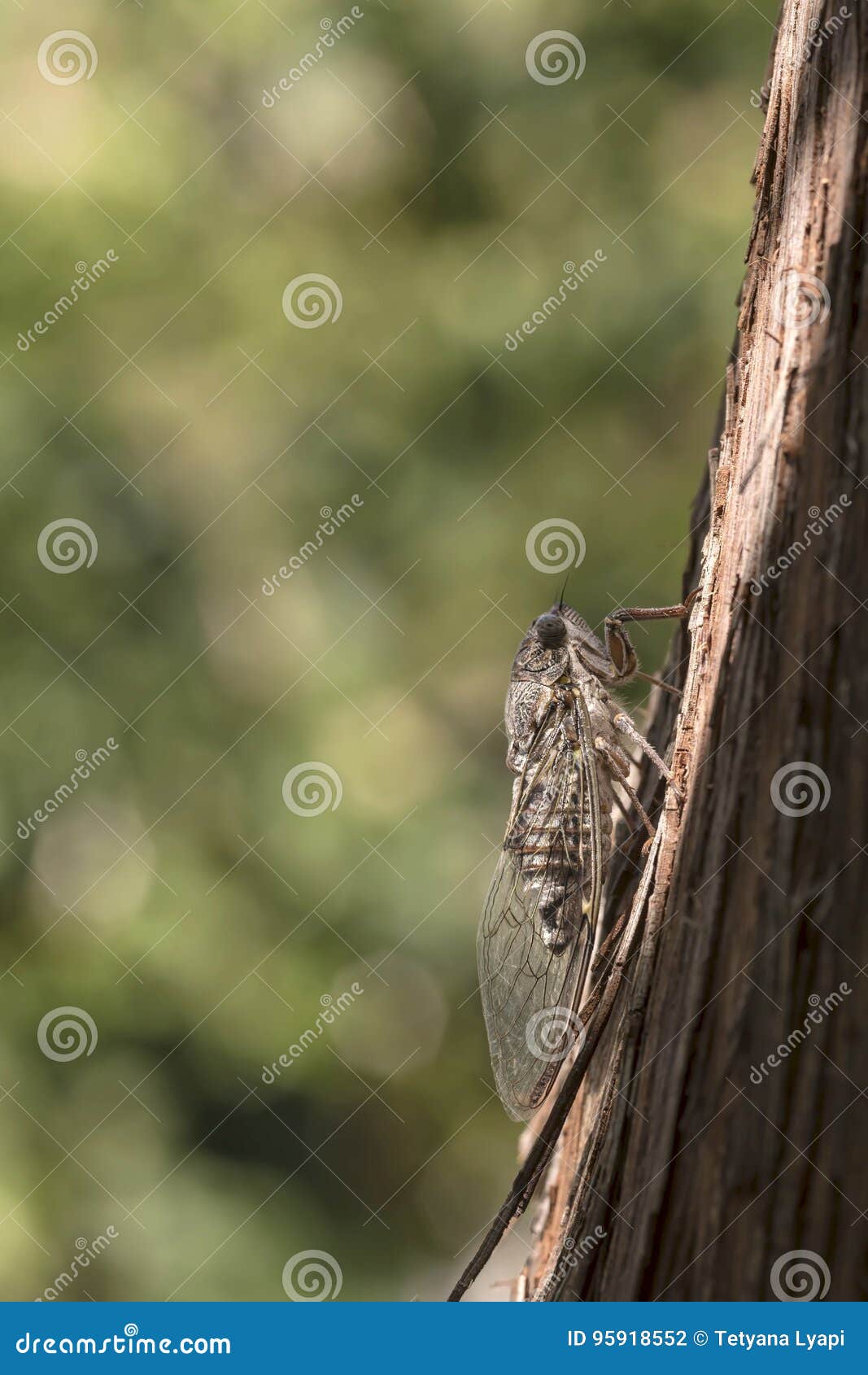 The singing cicada stock photo. Image of bark, male, nature - 95918552