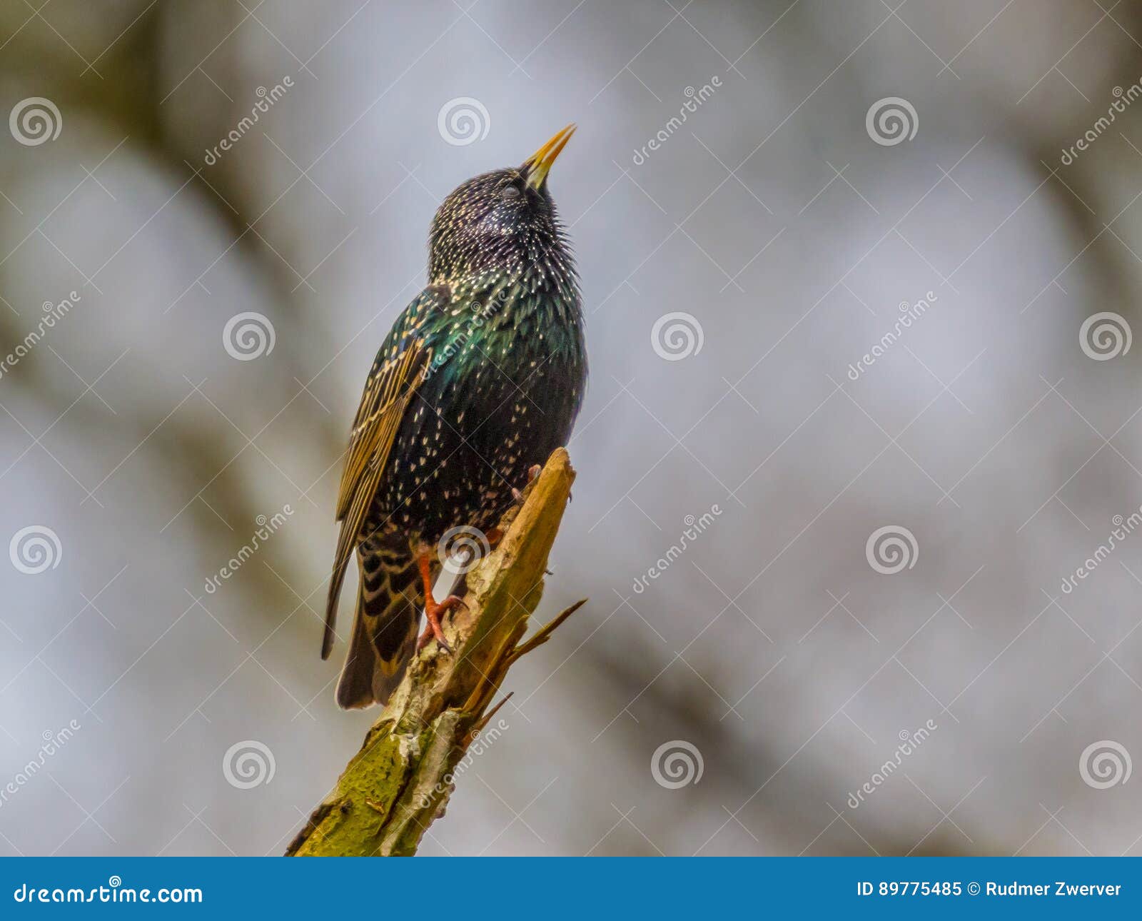 Singing Common Starling stock image. Image of dark, active - 89775485