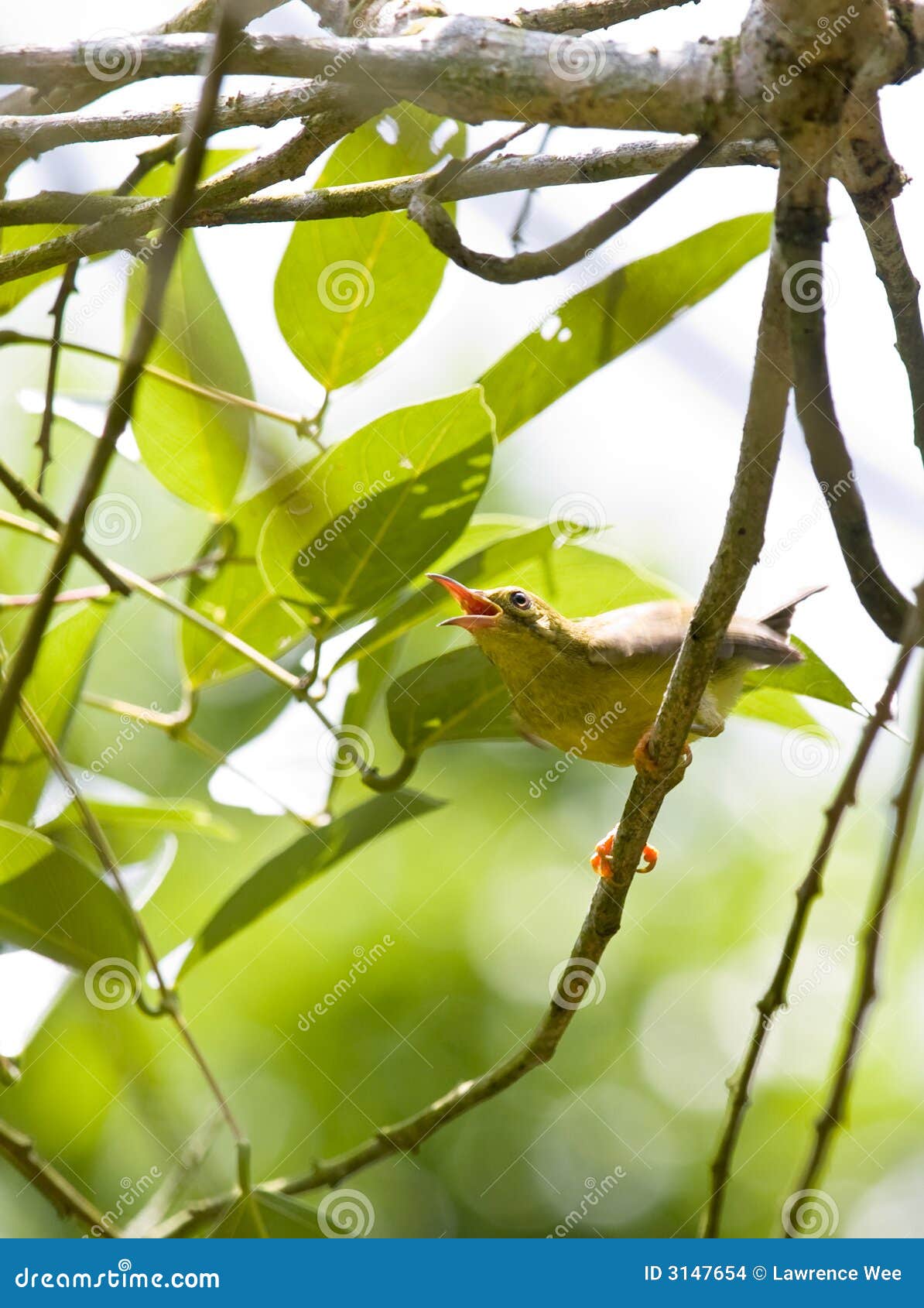 Singing and Dancing stock photo. Image of tree, bird, singing - 3147654
