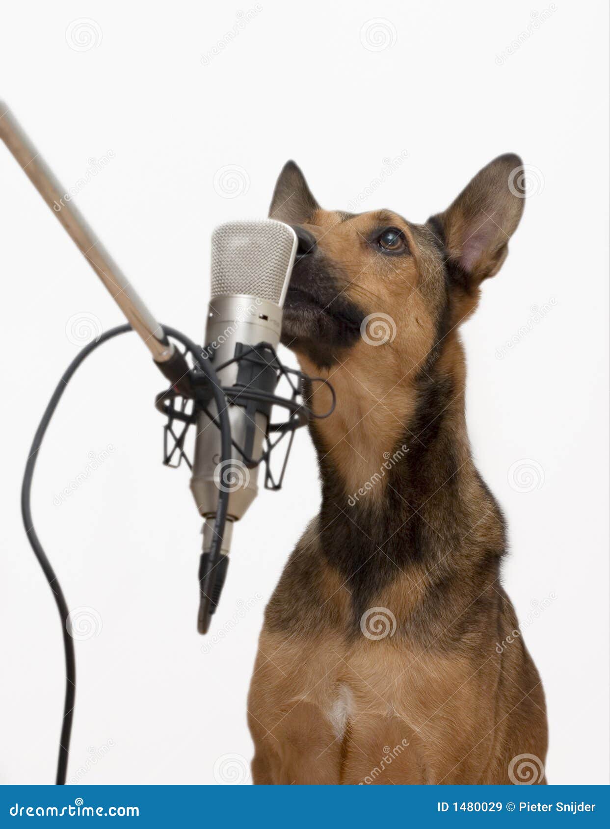Singing Dog stock image. Image of isolated, white, artist - 1480029