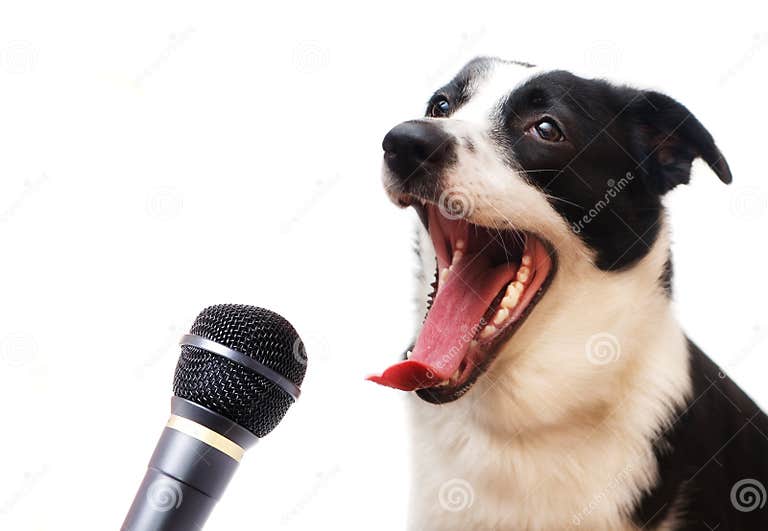 Singing dog stock photo. Image of media, opera, performance - 15840116