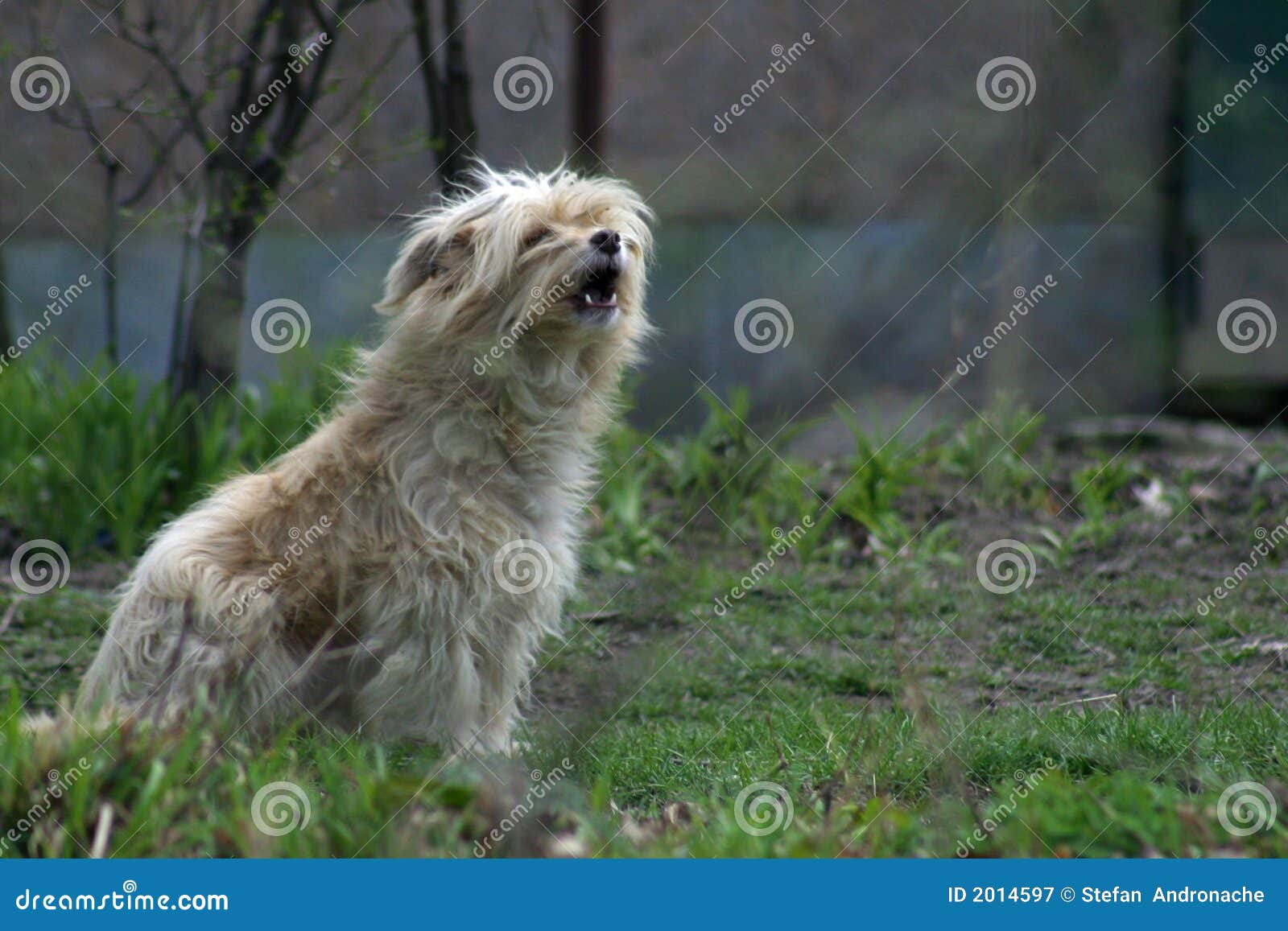 Singing Dog stock image. Image of friend, barking, white - 2014597