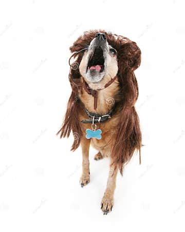 Singing dog stock image. Image of pure, puppy, yelling - 23680737