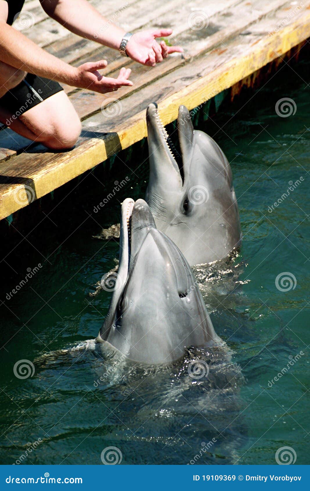 Singing dolphins stock image. Image of smooth, delphinarium - 19109369
