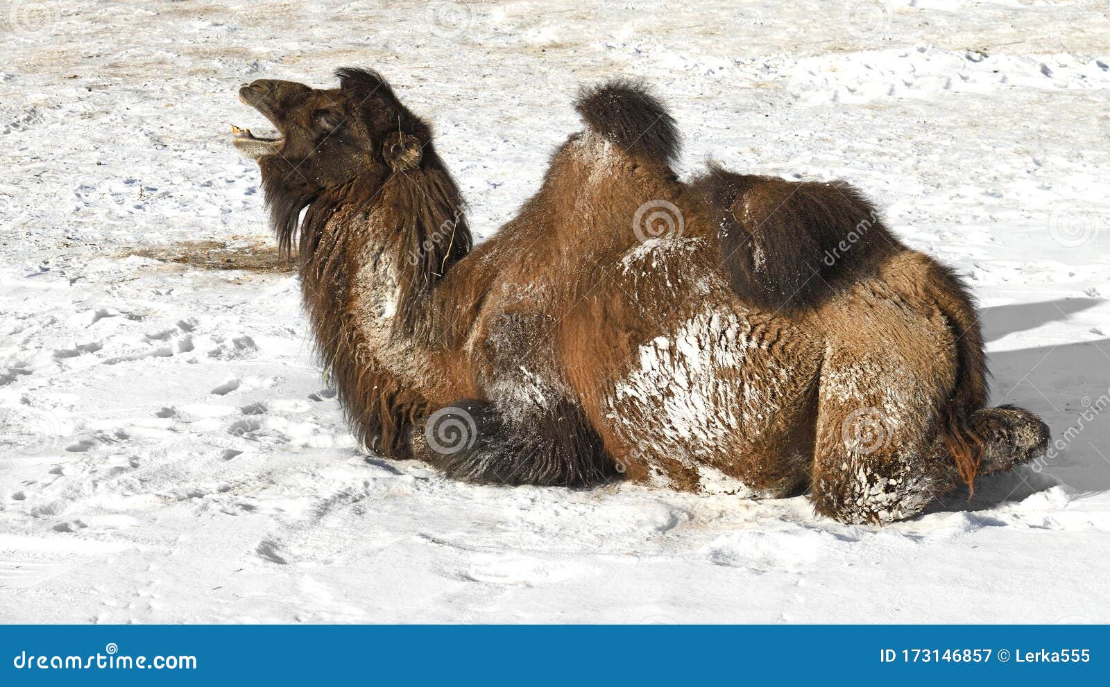 Singing Domestic Bactrian Camel Camelus Bactrianus Stock Image - Image ...