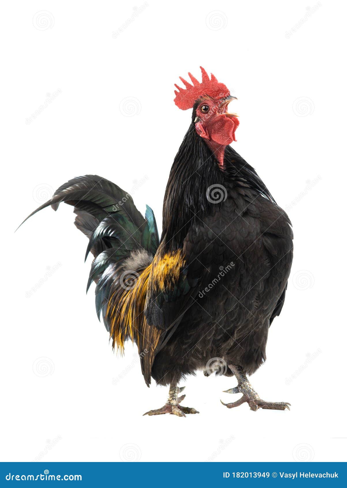 Singing Dwarf Cockerel is Isolated on a White Stock Image - Image of ...