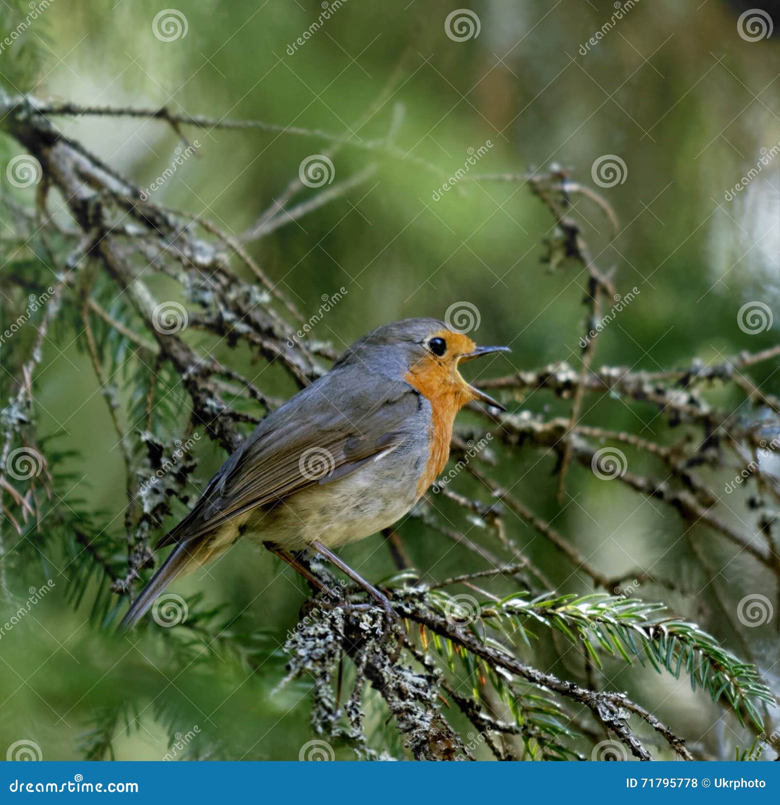 Singing European Robin Bird Stock Photo - Image of robin, wings: 71795778