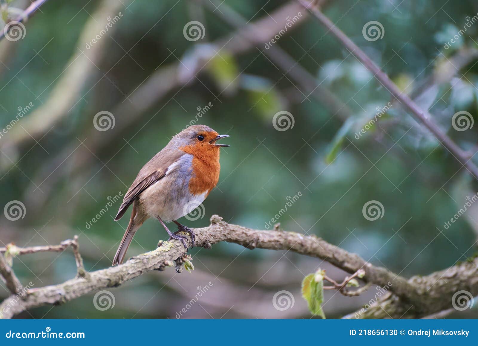 Singing European Robin on the Branch Stock Photo - Image of spring ...