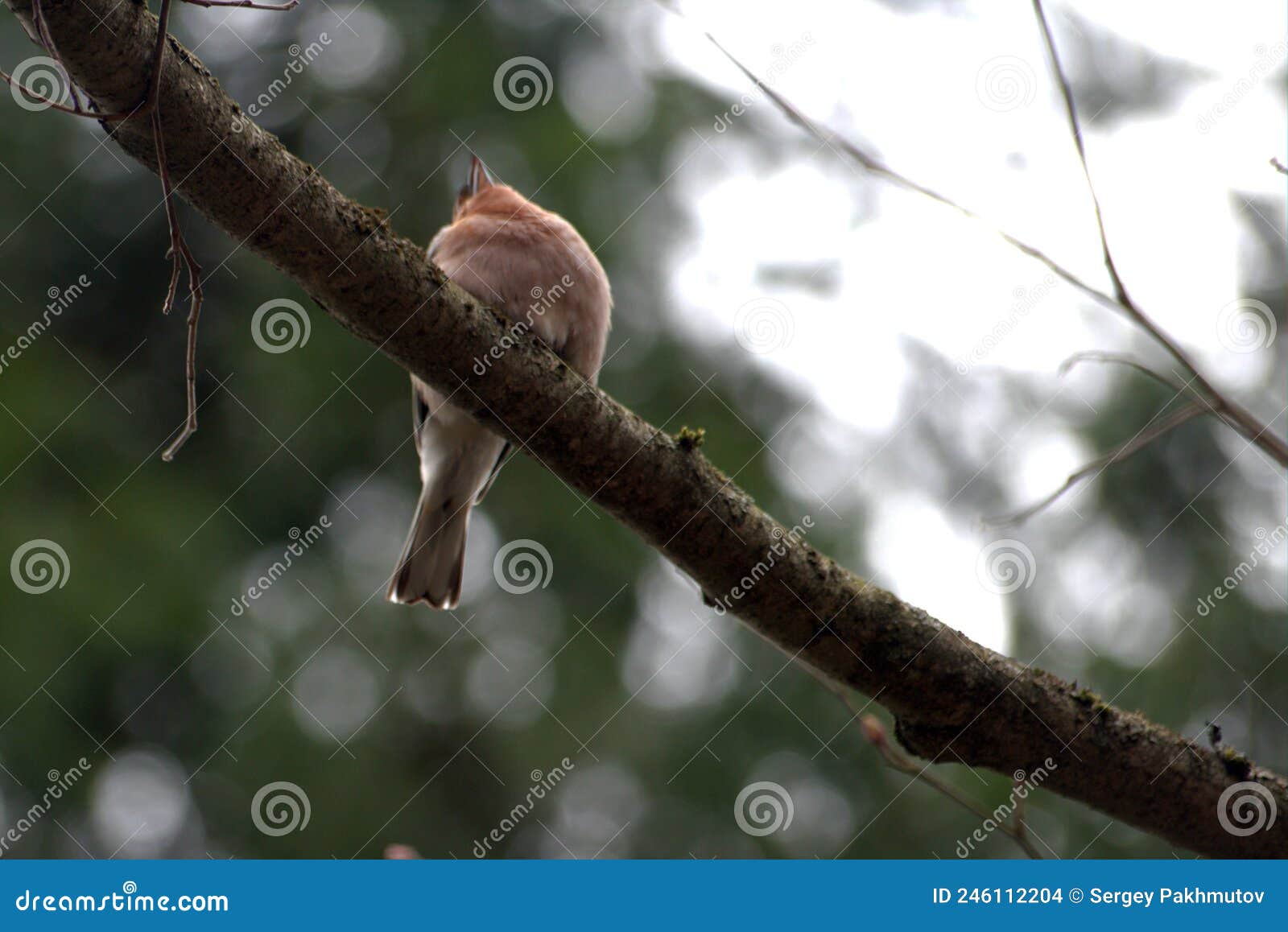 Singing finch on a branch stock photo. Image of finch - 246112204