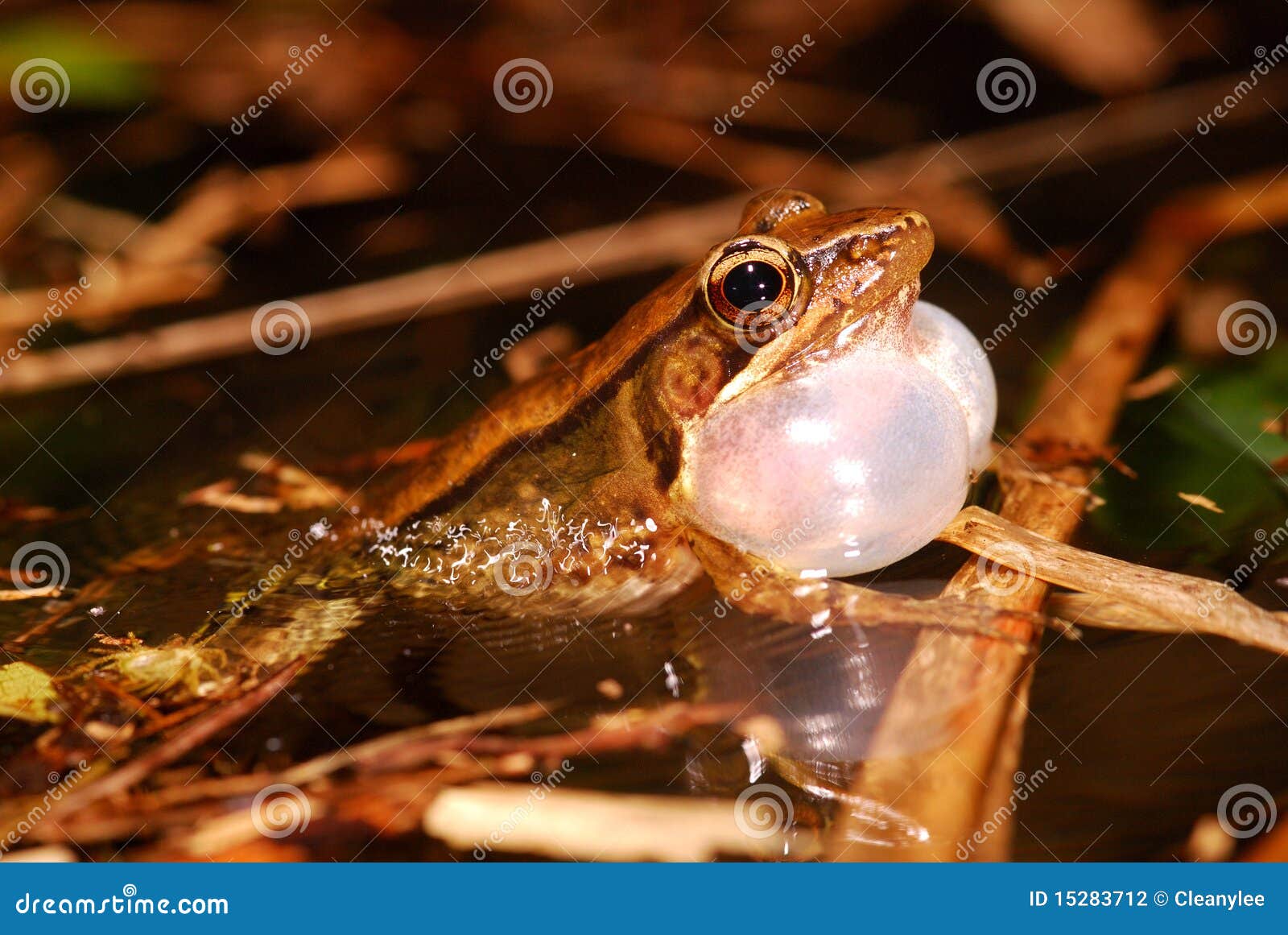 Singing Frog in Pond stock photo. Image of sing, ranidae - 15283712