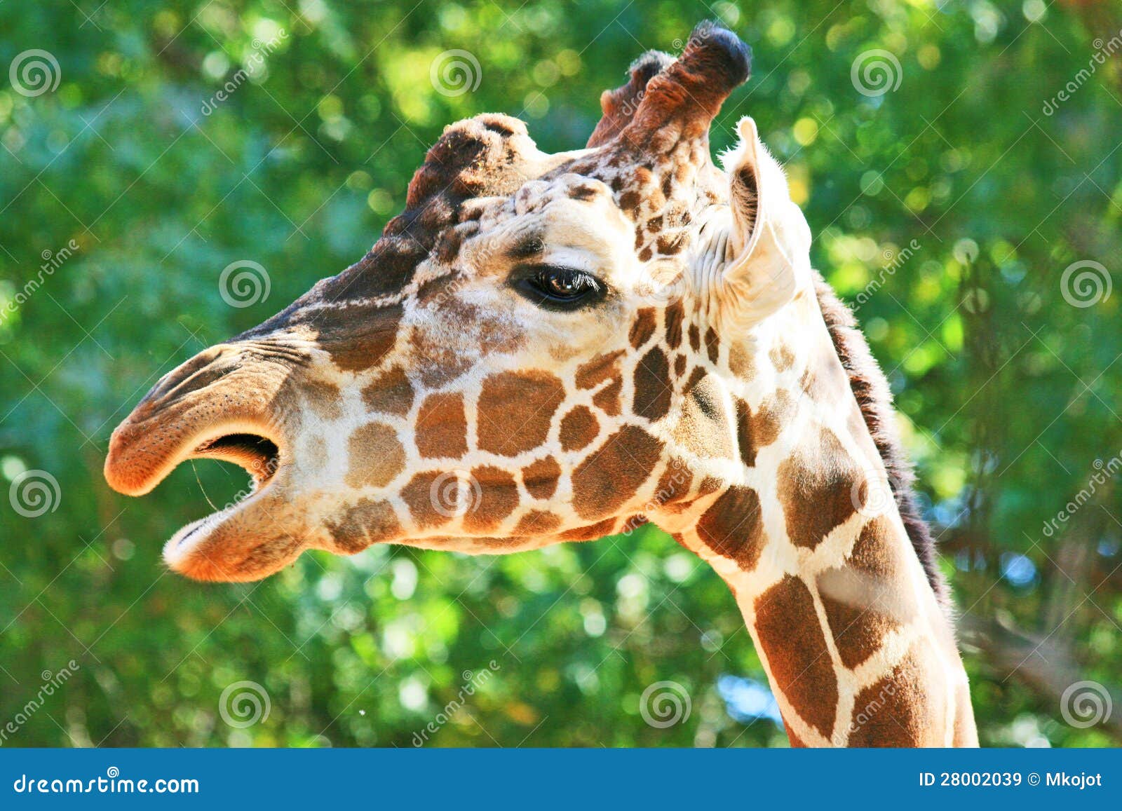 Singing giraffe stock image. Image of mammal, close, nature - 28002039