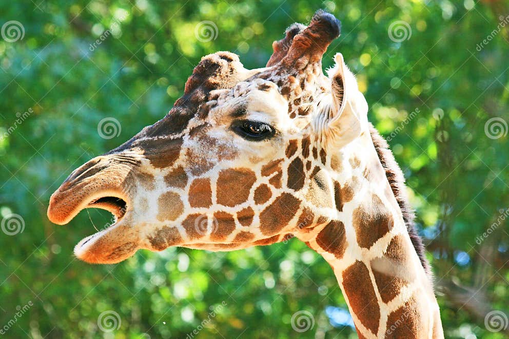 Singing giraffe stock image. Image of mammal, close, nature - 28002039