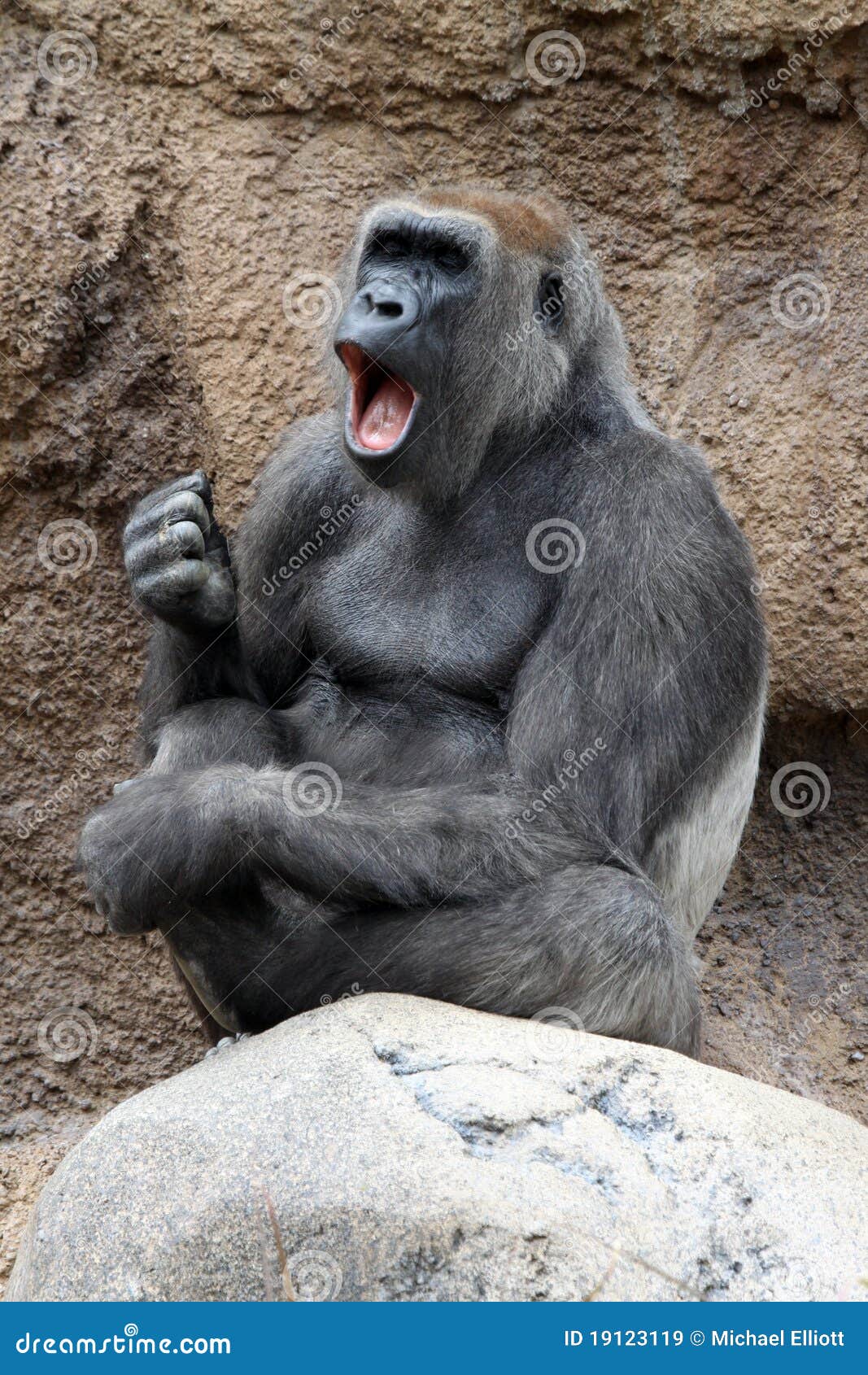 Singing Gorilla stock image. Image of nature, species - 19123119